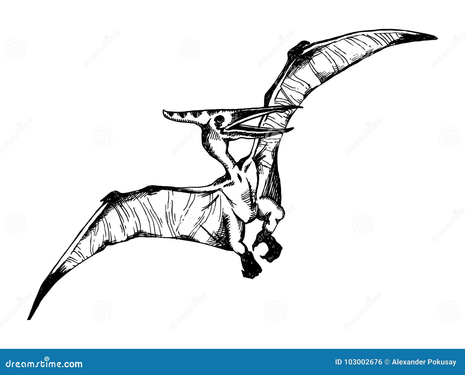 Pterodactylus Die Vectorillustratie Graveren Vector Illustratie ...
