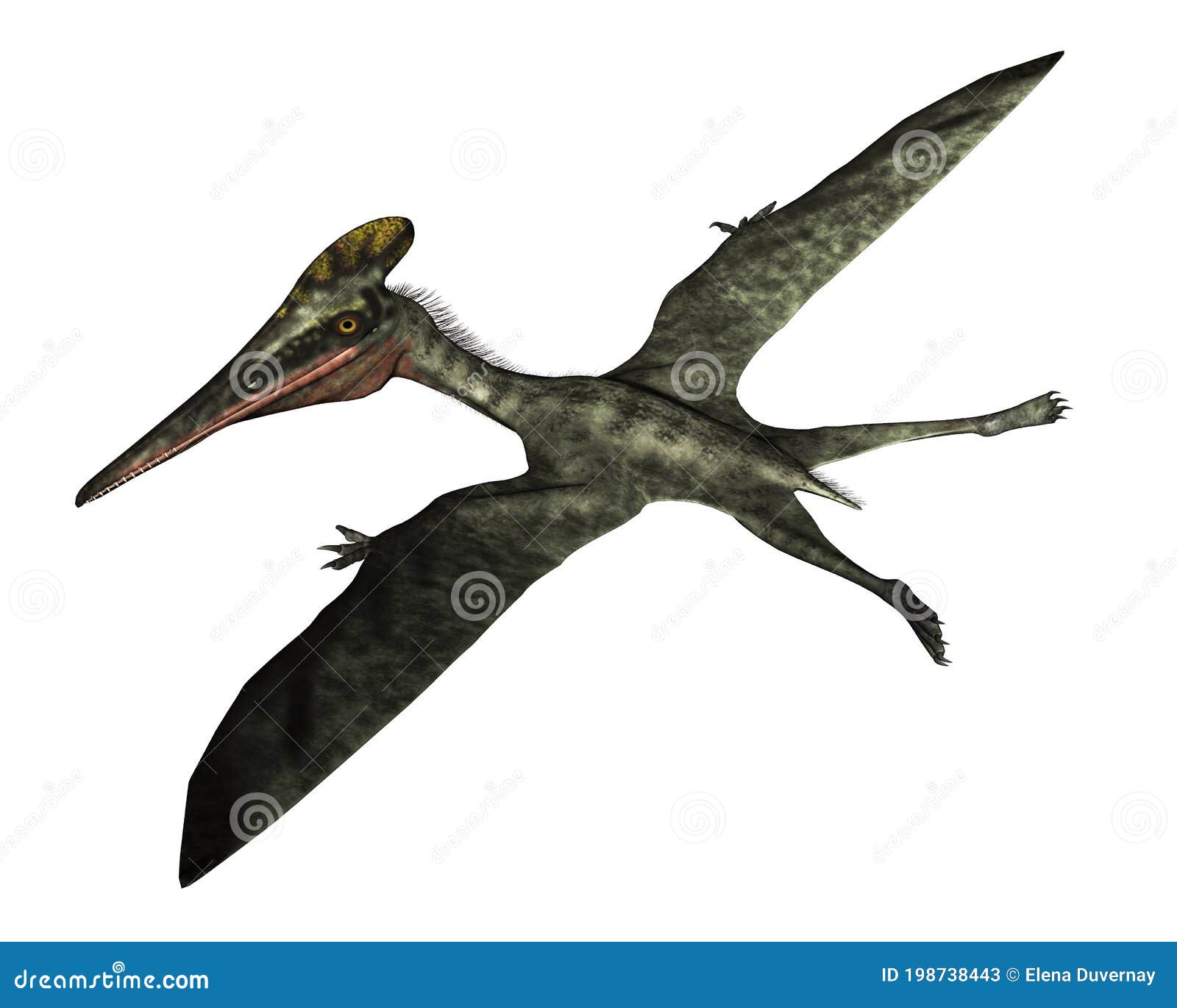 Pterodactylus Prehistoric Bird Flying - 3D Render Stock Photography ...