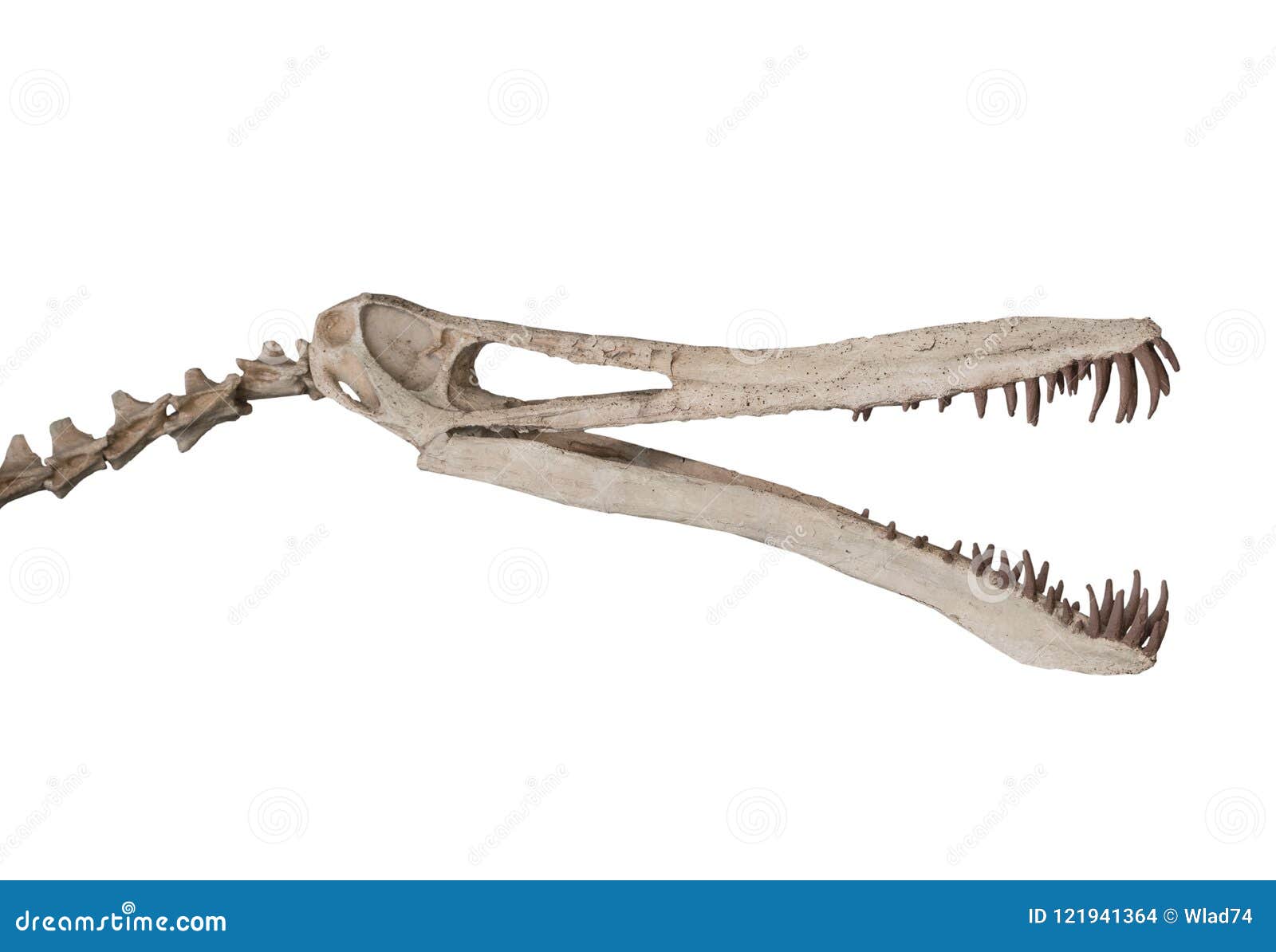 The Pterodactylus Skeleton on White, Isolated Stock Photo - Image of ...