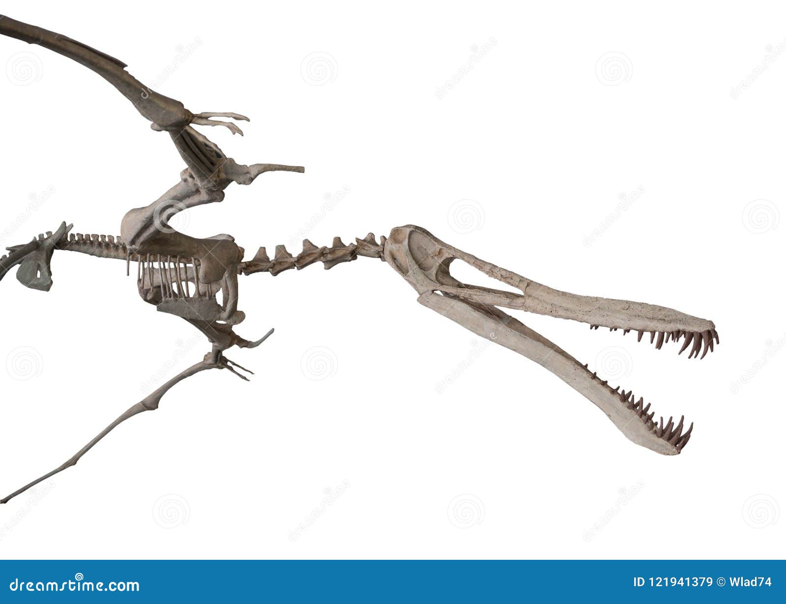 The Pterodactylus Skeleton on White, Isolated Stock Image - Image of geology, rock: 121941379