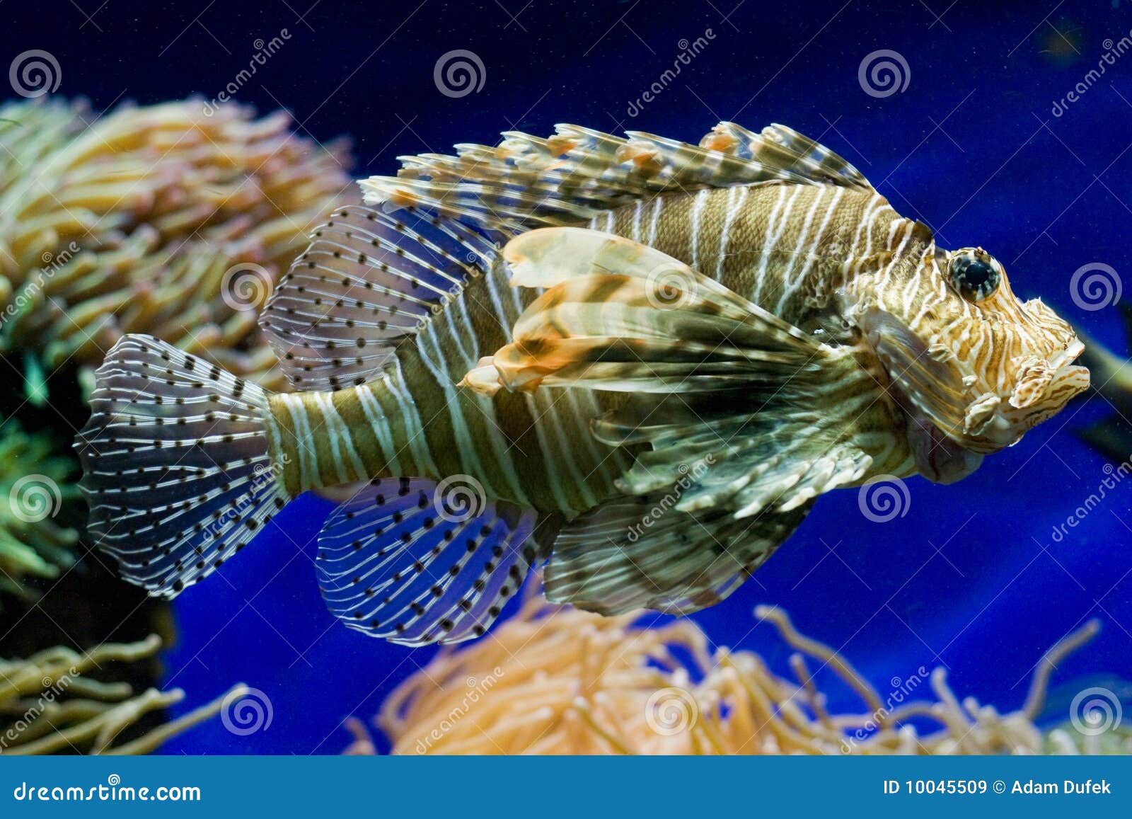 Pterois stock image. Image of scales, colors, aquatic - 10045509