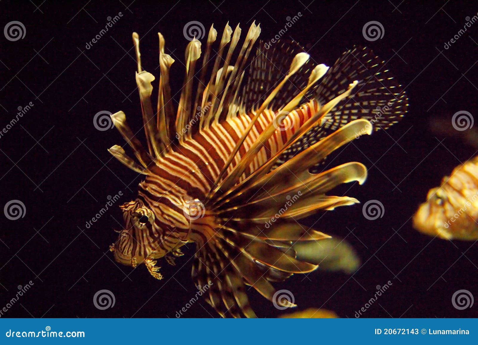 Pterois Antennata Ragged Finned Firefish Lionfish Stock Image - Image ...
