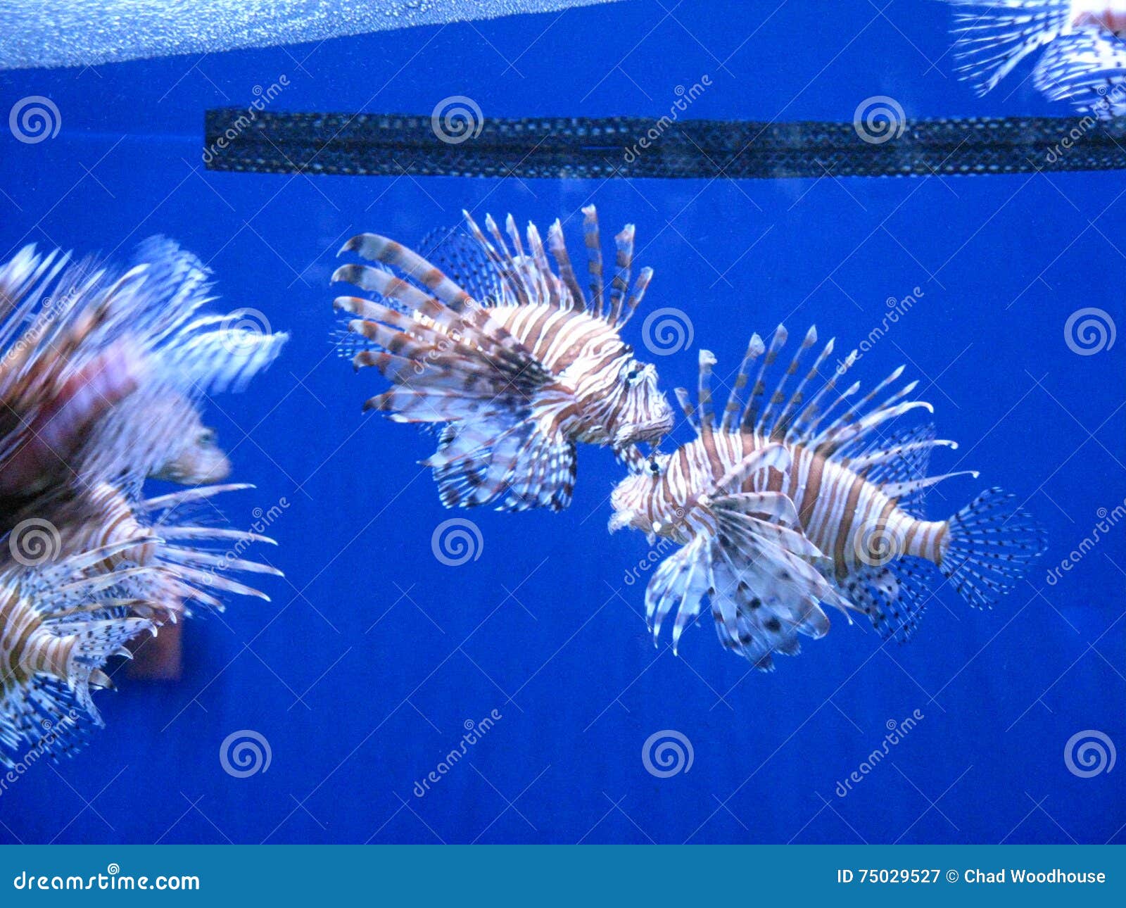 Pterois Lionfish, Zebrafish So On With Long Venomous Fins Stock ...