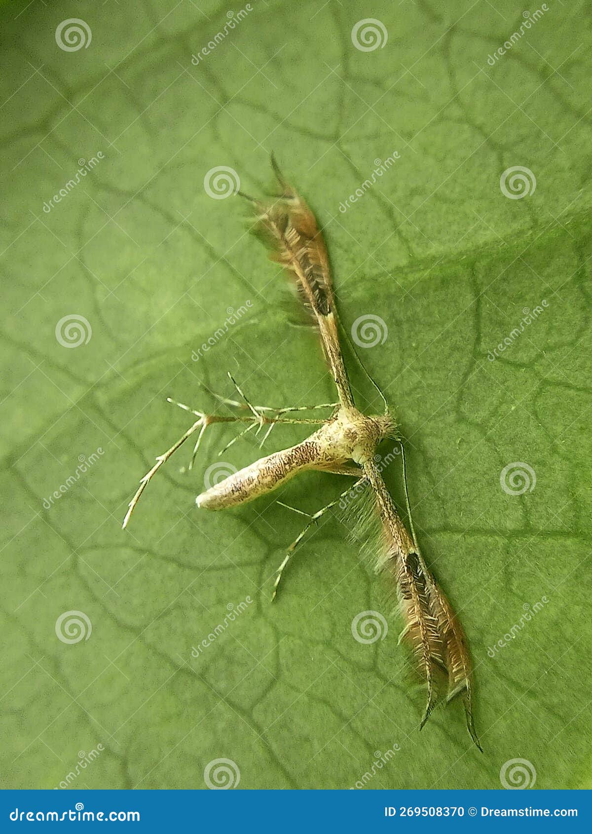 Pterophoridae Unique Feather Moth Image Stock Photo - Image of moth ...