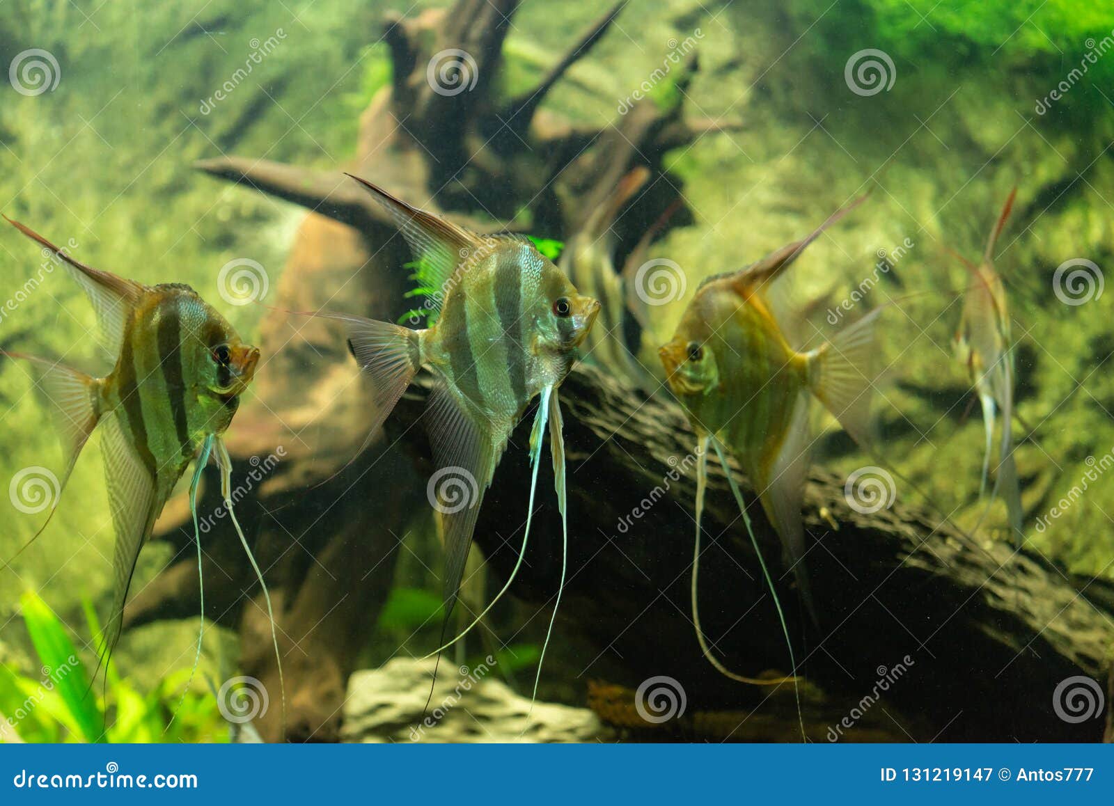 Pterophyllum Altum - Altum Angelfish Stock Image - Image of aquarium ...