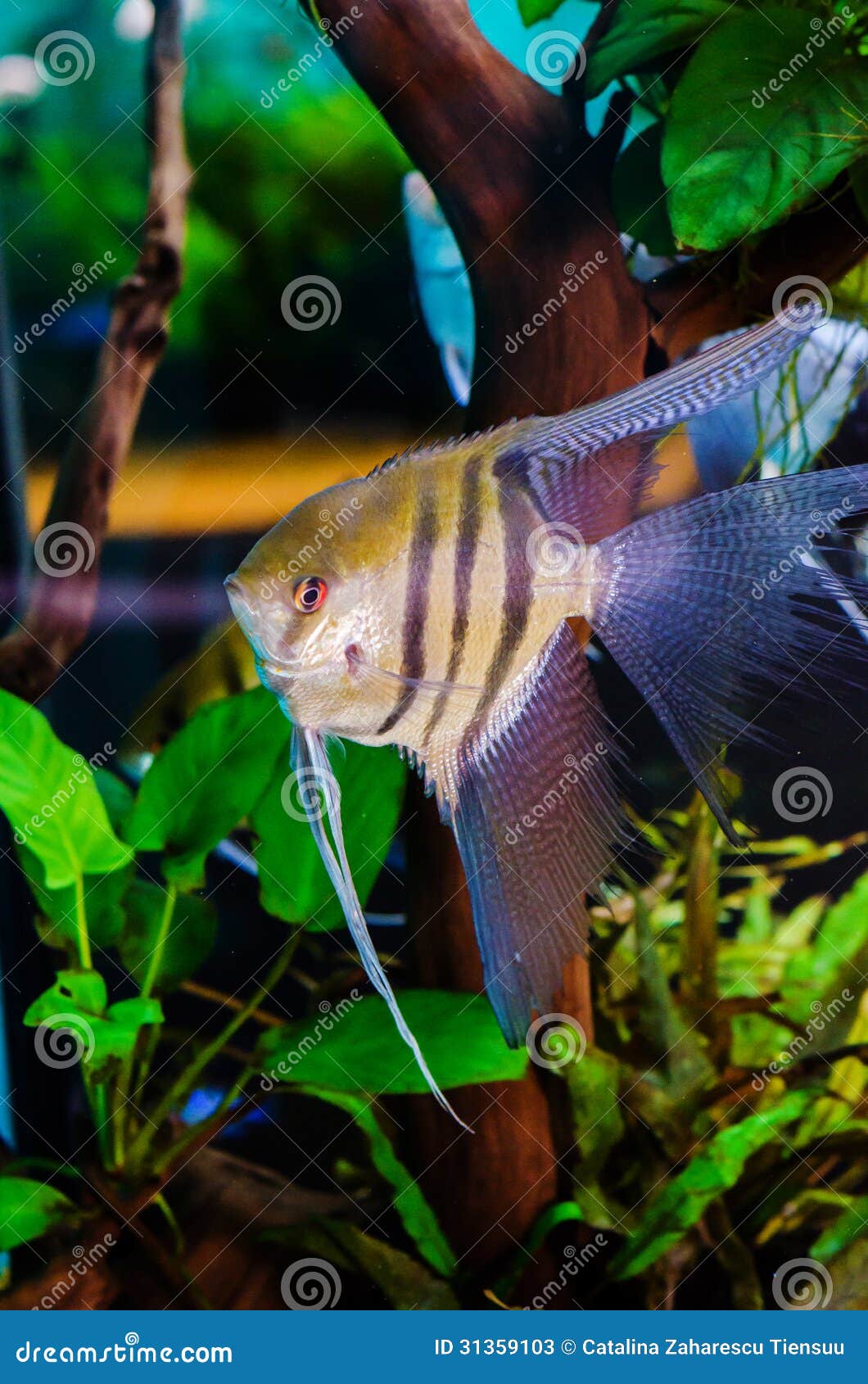 Pterophyllum Altum- Angelfish Stock Image - Image of cichlidae ...