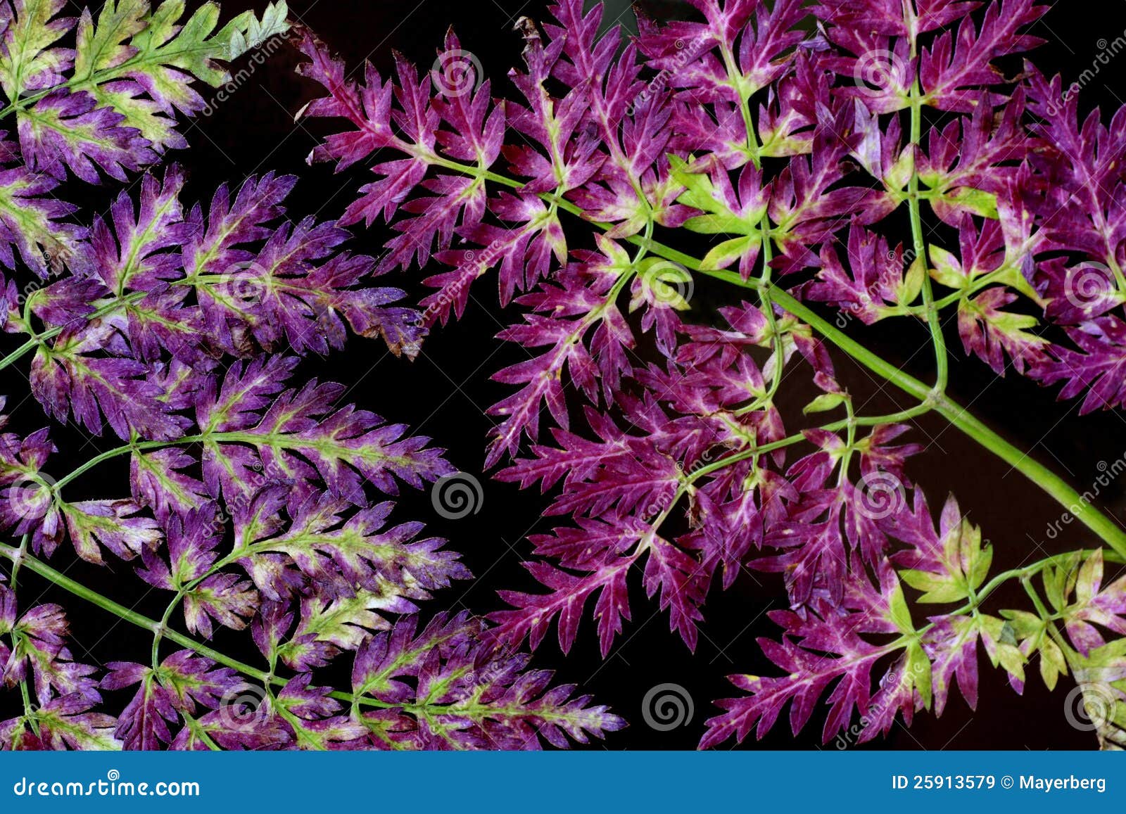 Pteropsida Plants Photos - Free & Royalty-Free Stock Photos from Dreamstime