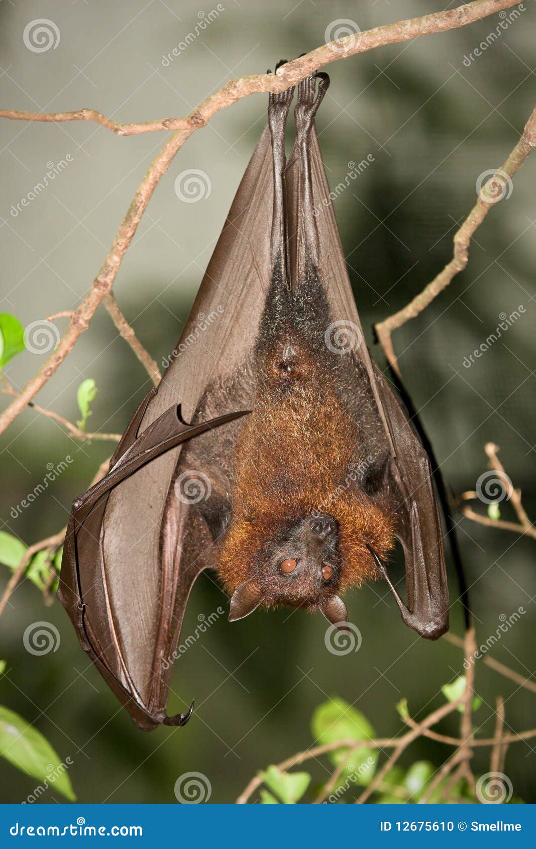 Pteropus stock photo. Image of pteropus, outdoor, nature - 12675610