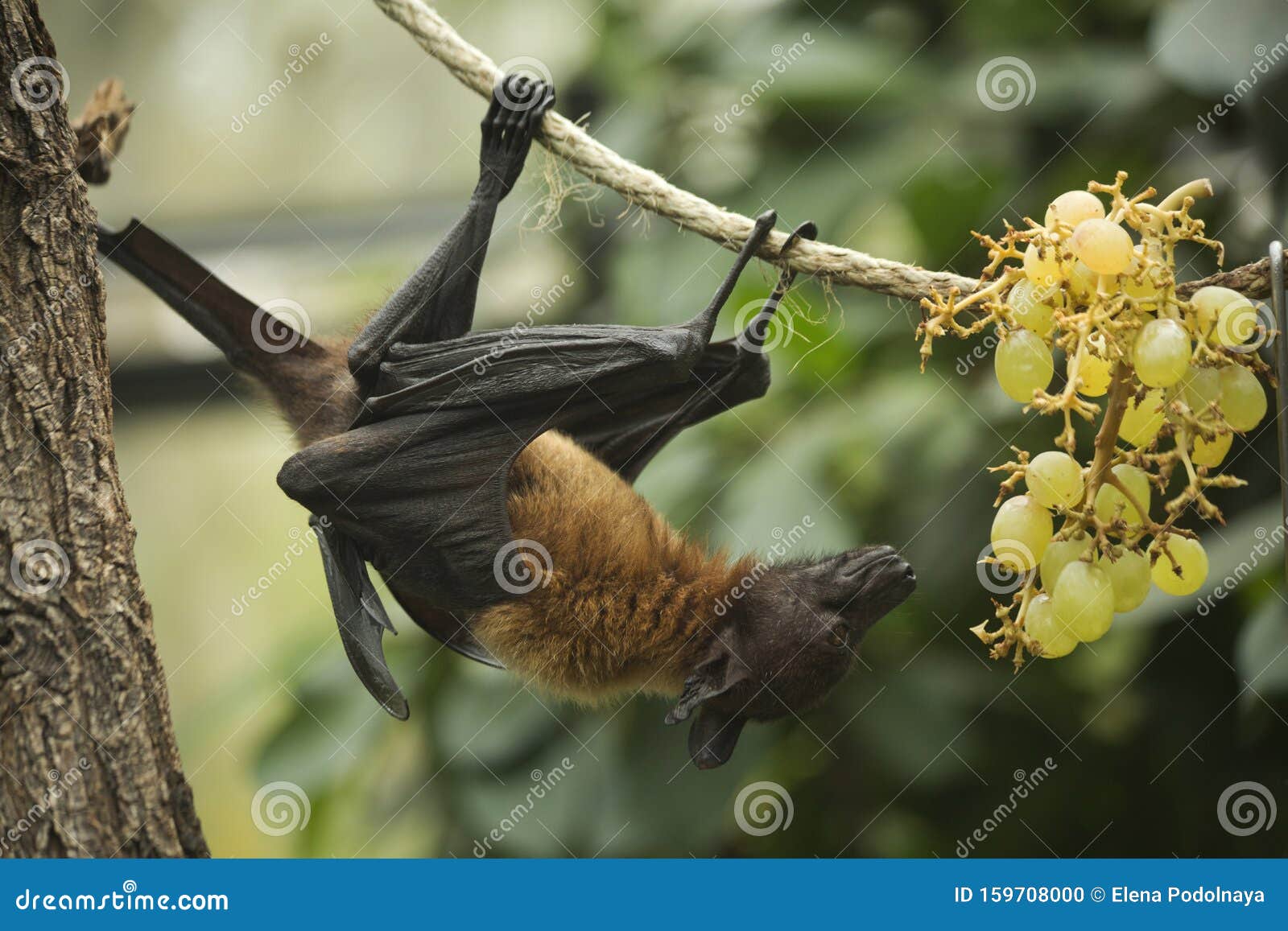 Pteropus stock foto. Image of vliegen, dierentuin, vrucht - 159708000