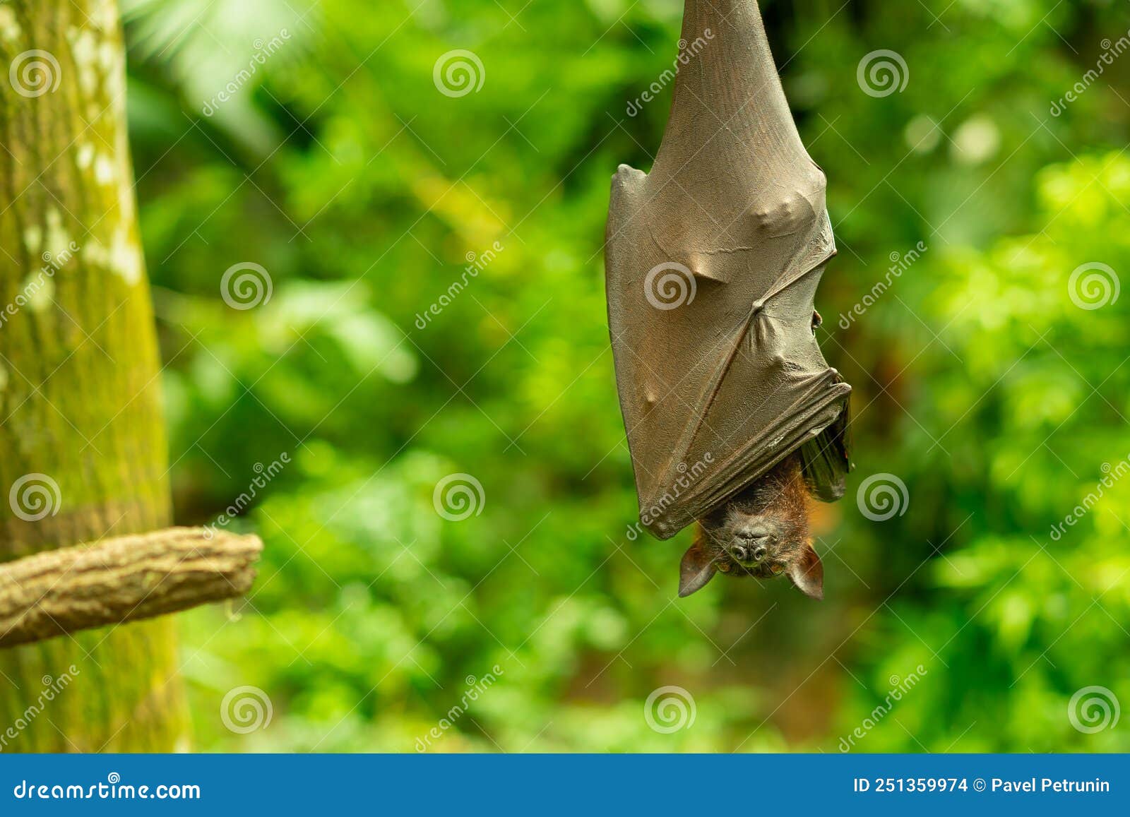 Flying fox stock photo. Image of flying, nature, tree - 251359974