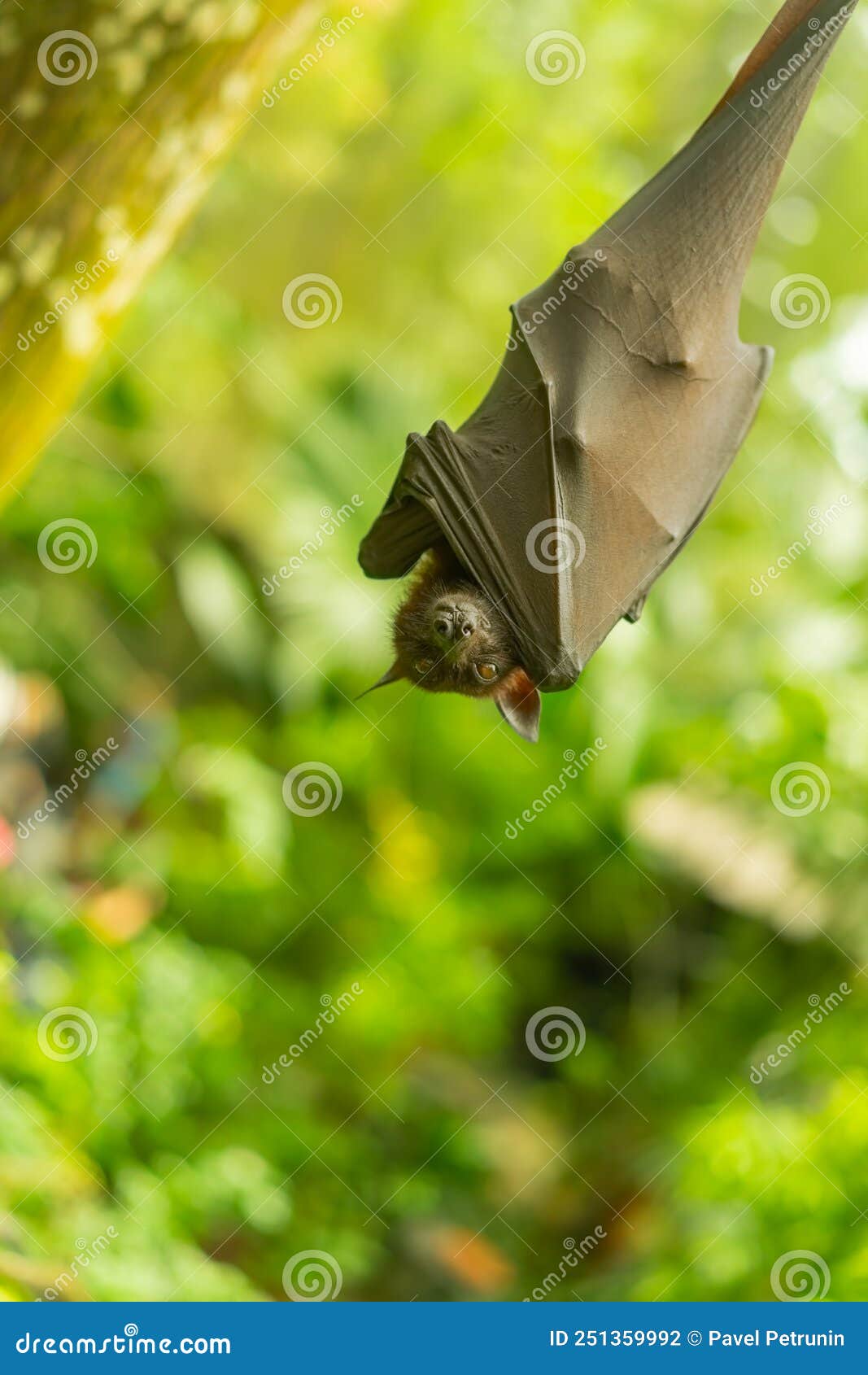 Flying fox stock photo. Image of fauna, asia, pteropus - 251359992