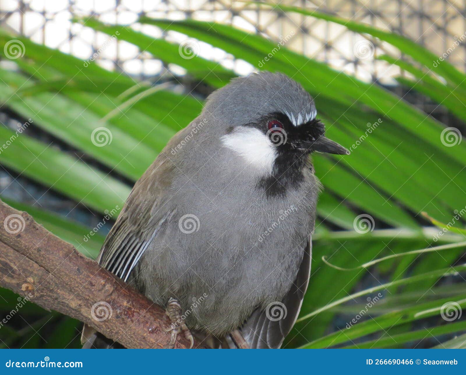 A Pterorhinus Chinensis Birds on the Tree in the Natural Forest Stock ...