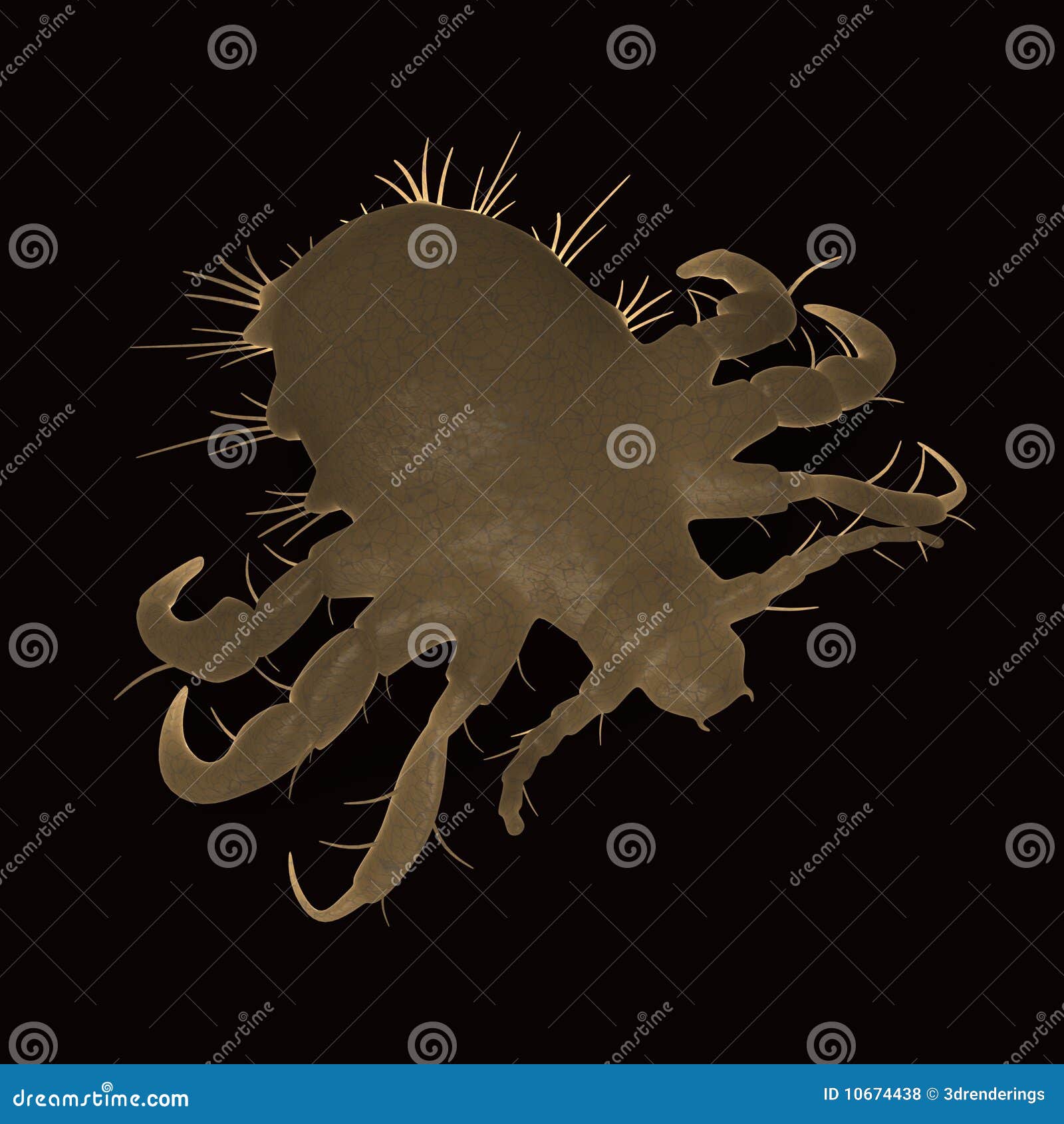 Pthirus pubis stock illustration. Illustration of lice - 10674438