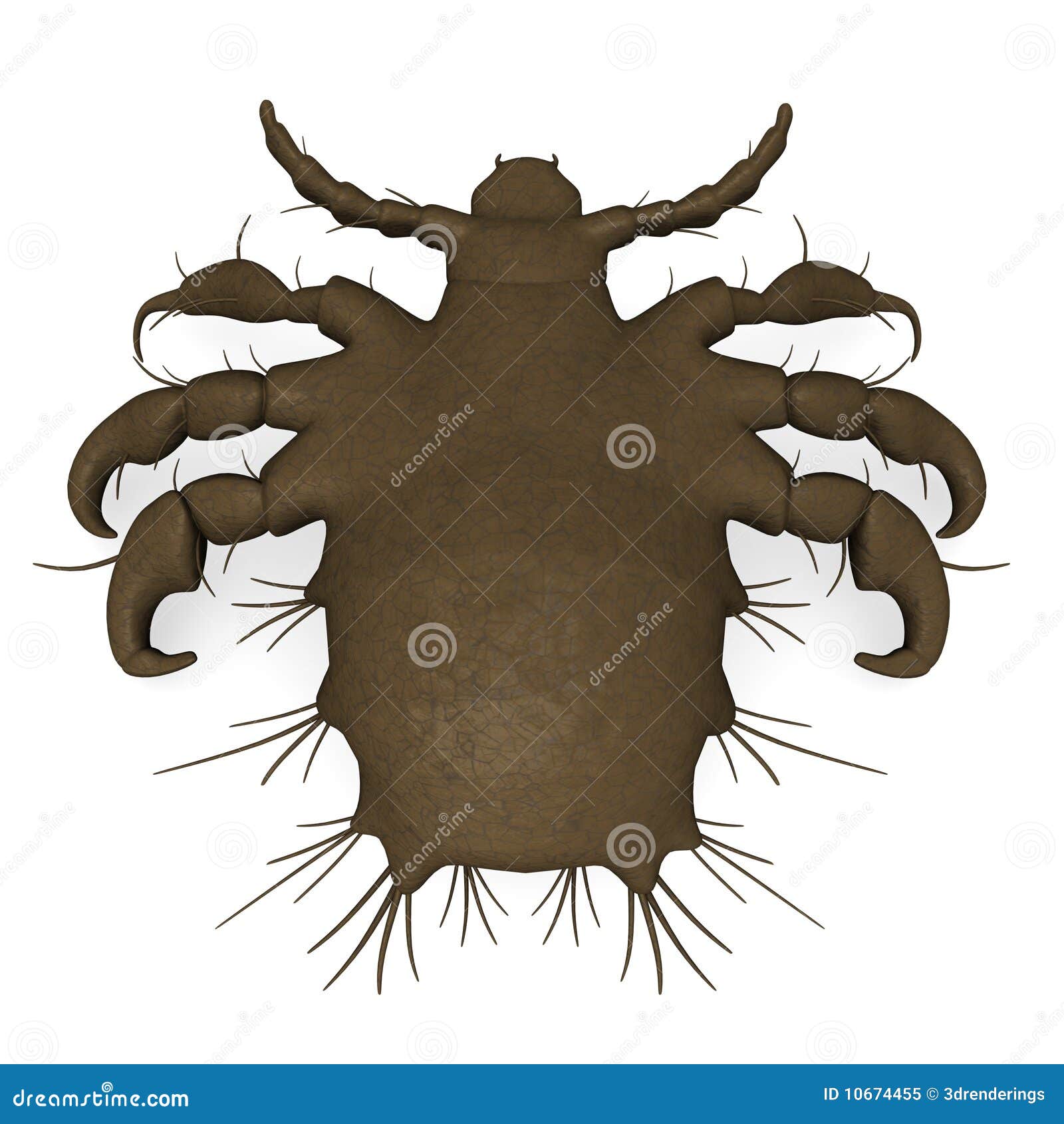 Pthirus pubis stock illustration. Illustration of medical - 10674455