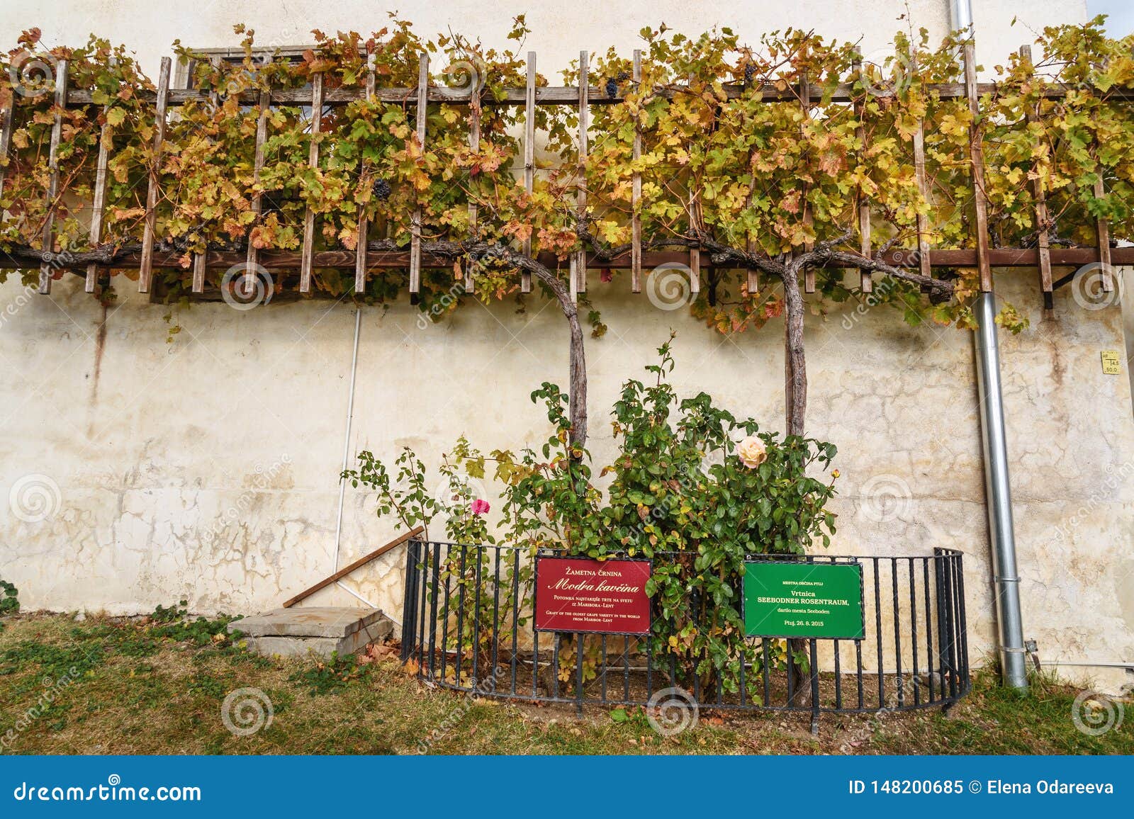 Ptuj Castle or Ptujski Grad. Slovenia Editorial Image - Image of local ...