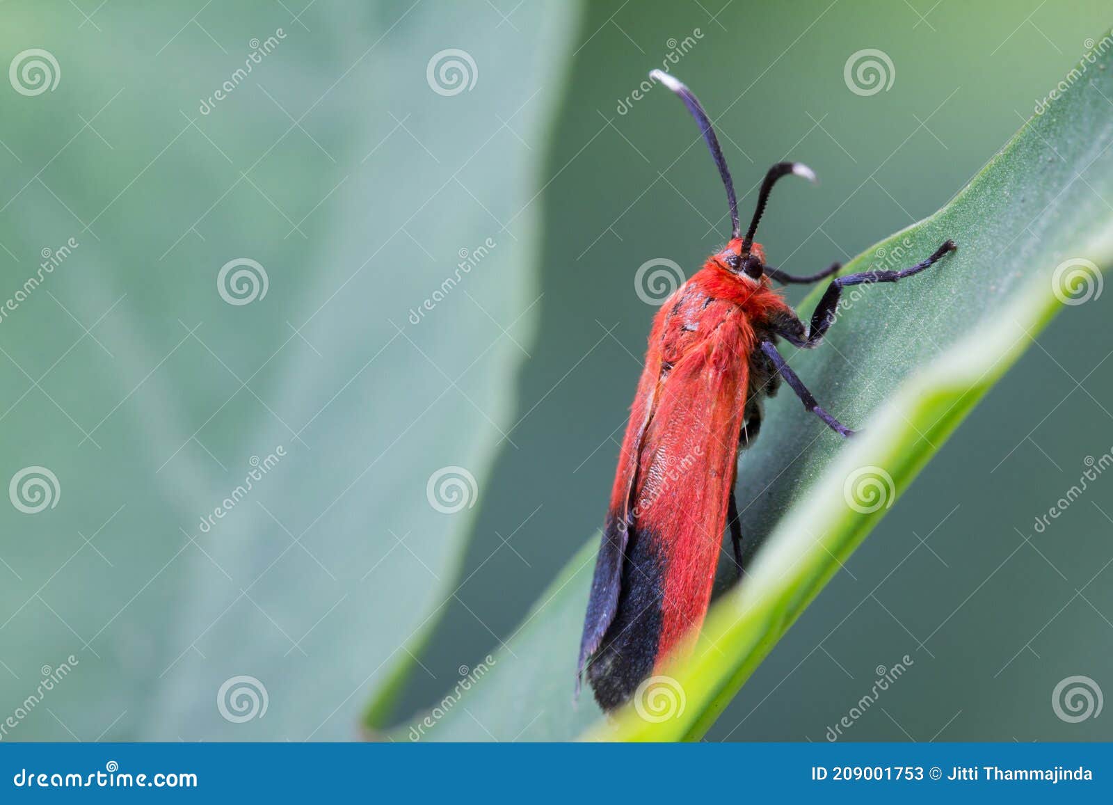 Ptychoglene Coccinea (H. Edwards 1886) a Red-winged Moth Sits on a Leaf ...