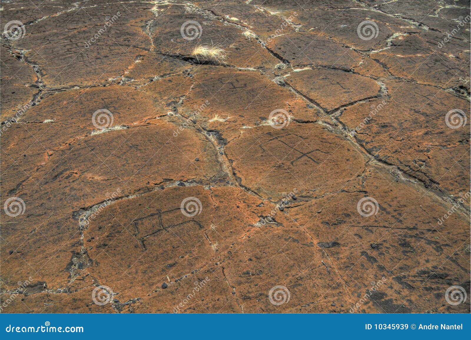 Puako Petroglyphs stock image. Image of state, hawaiian - 10345939