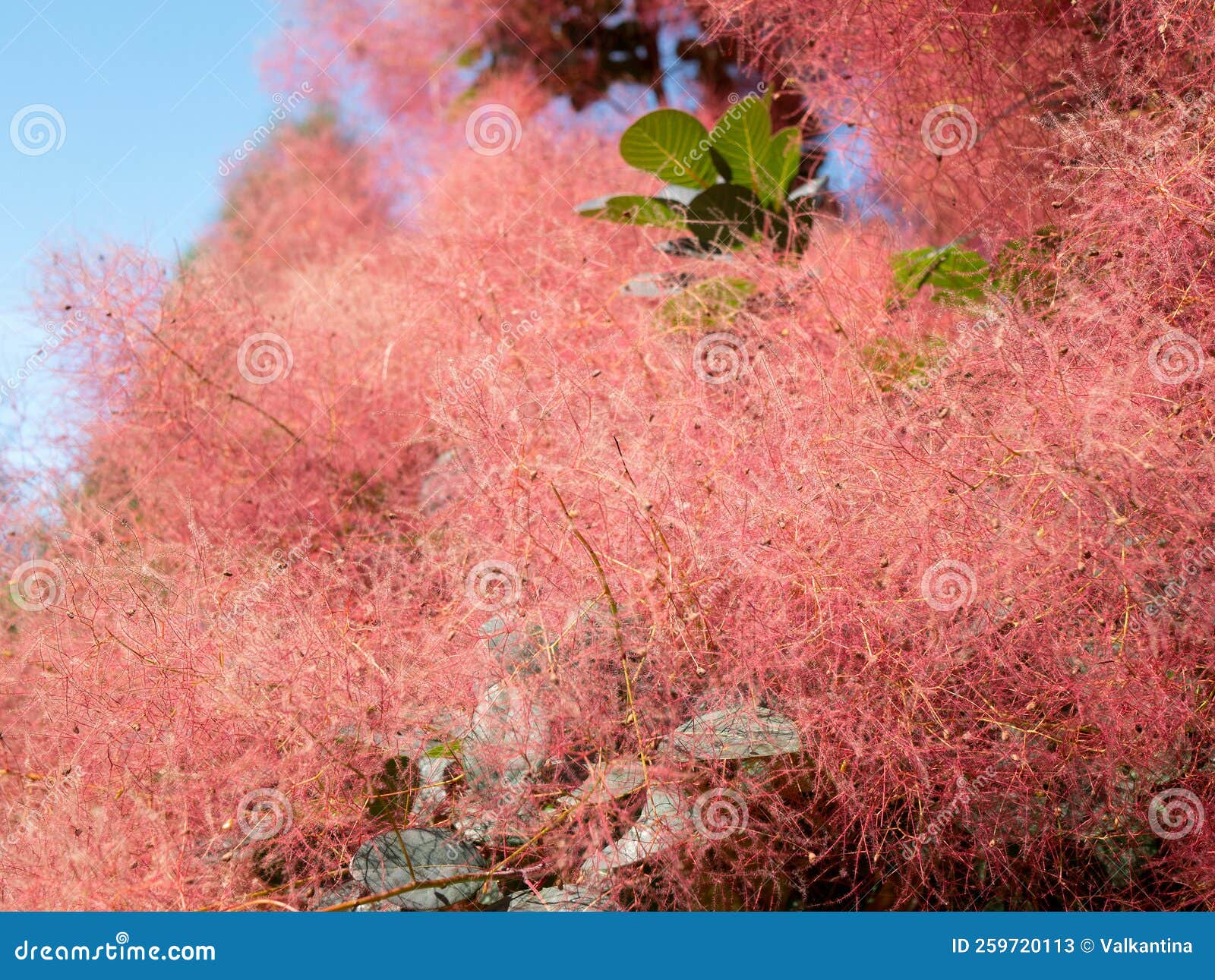 Pubescent Branches of a Beautiful Red Scumpia Tree of the Sumac Family ...