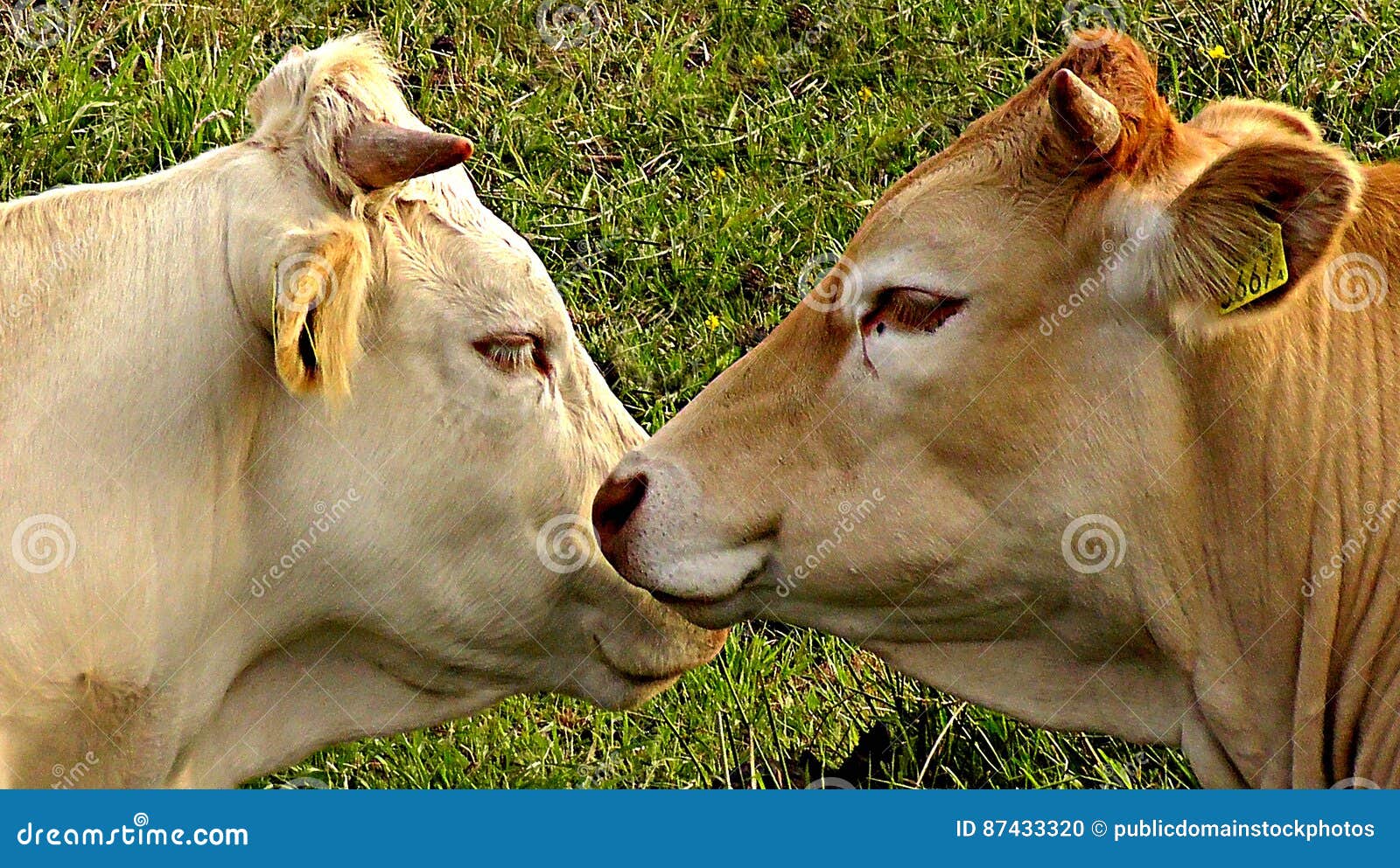 PUBLIC DOMAIN DEDICATION Digionbew 8. Juni - 11-06-16 Two Cows Facing ...