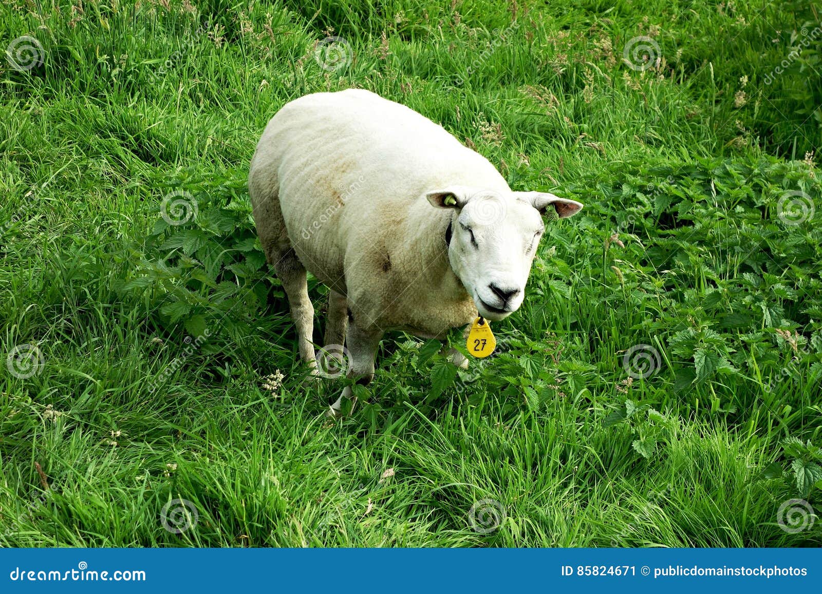 PUBLIC DOMAIN DEDICATION - Pixabay - Digionbew 11. 06-07-16 Winking ...