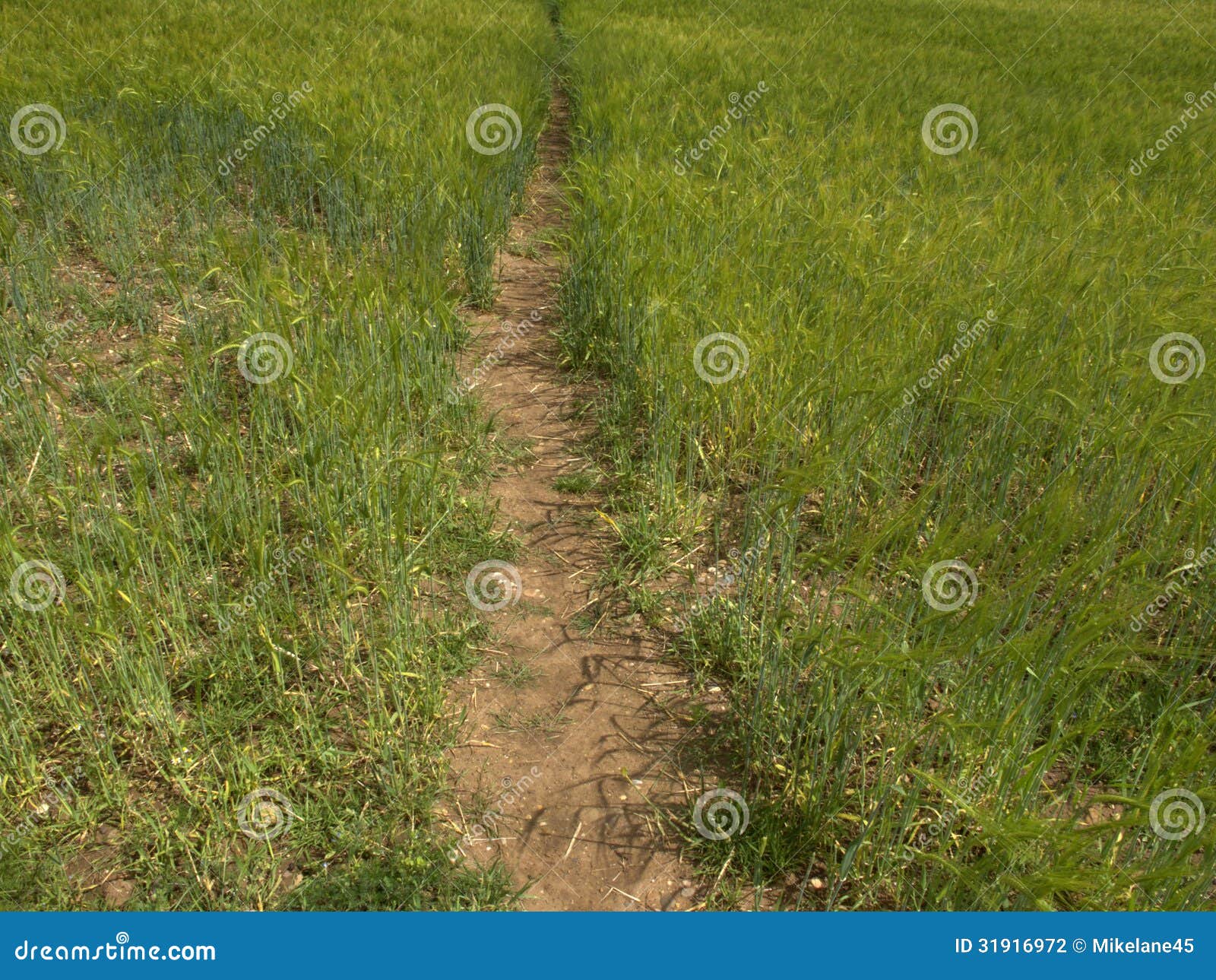 Public footpath stock photo. Image of footpath, pasture - 31916972