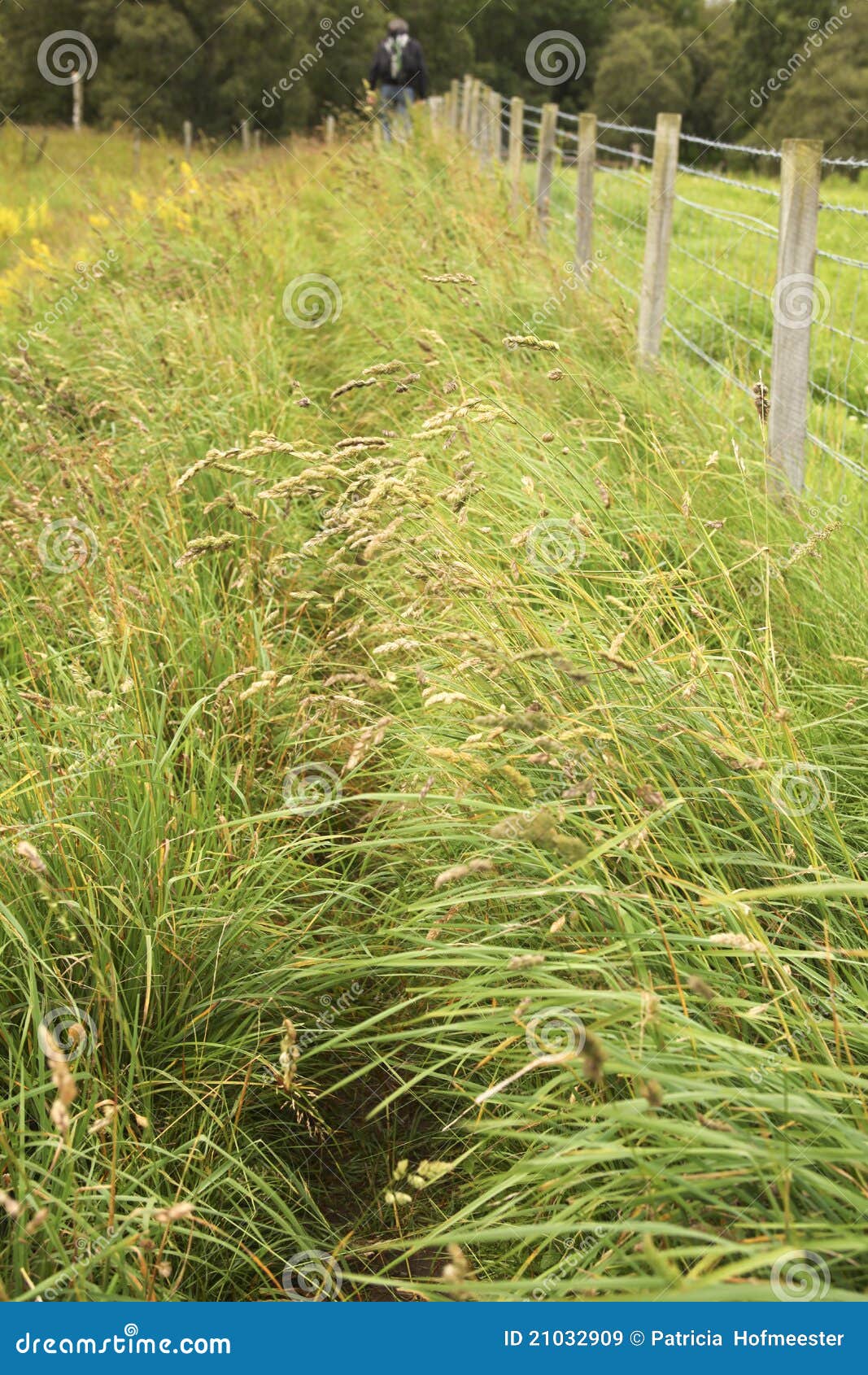 Public Footpath Near a Fence Stock Image - Image of tall, walking: 21032909