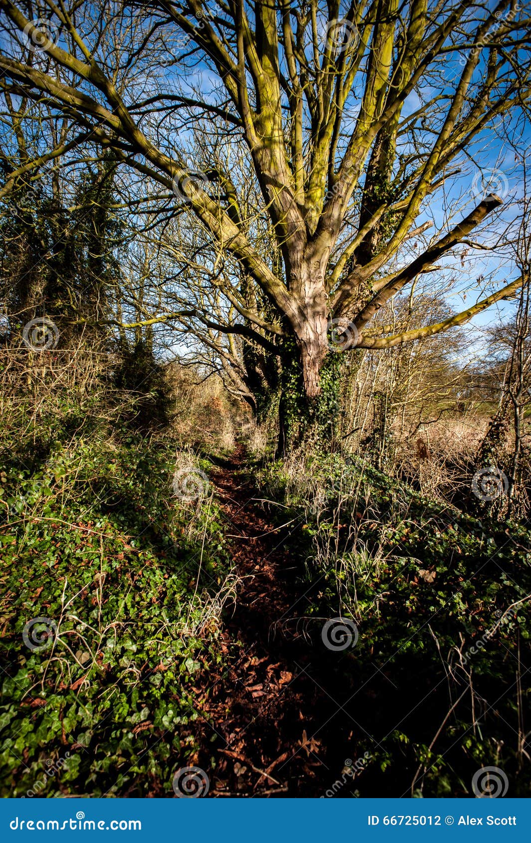 Public Footpath through Open Scrub Stock Photo - Image of trees ...