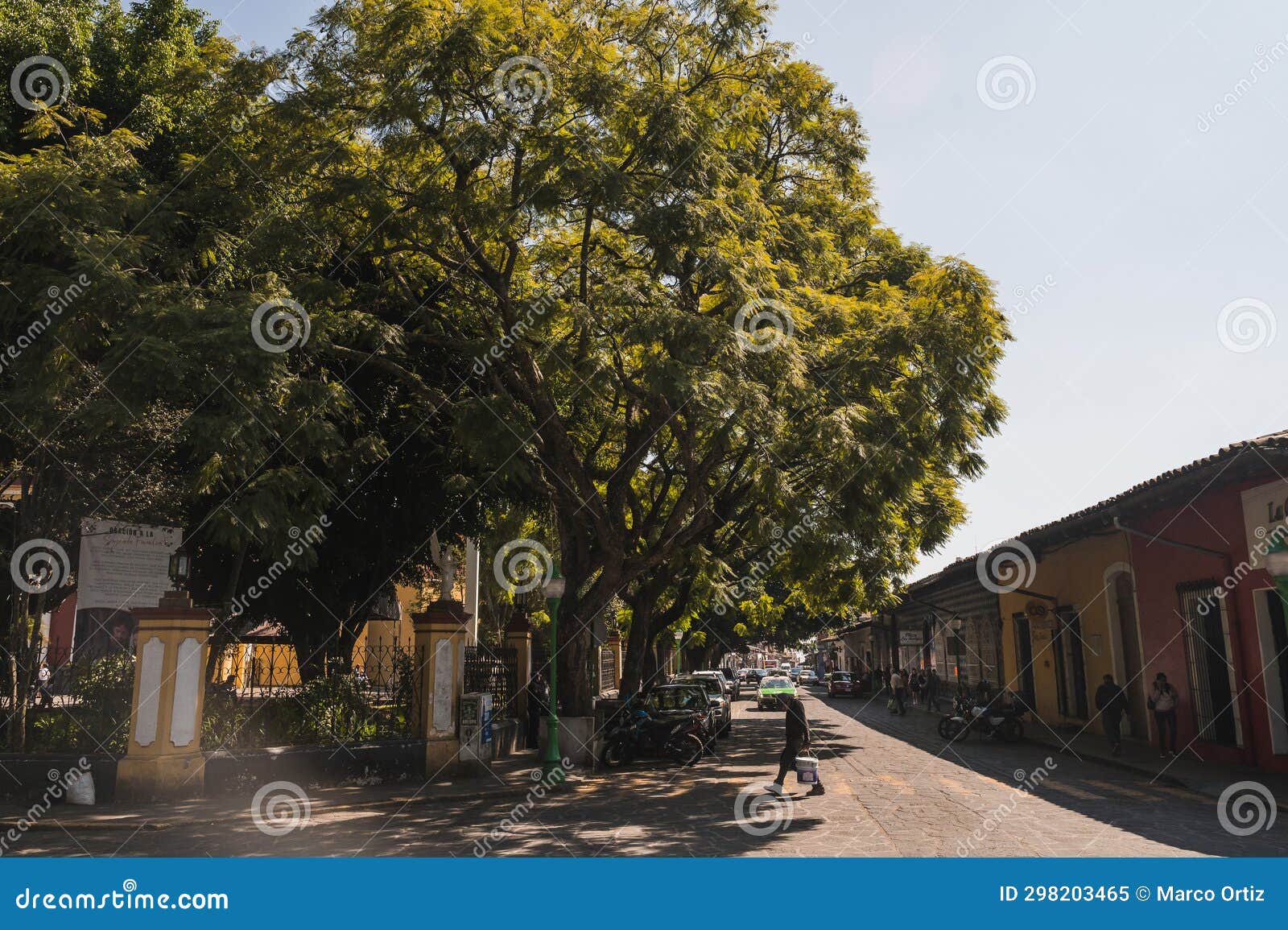 Giant Trees Editorial Image | CartoonDealer.com #53119956