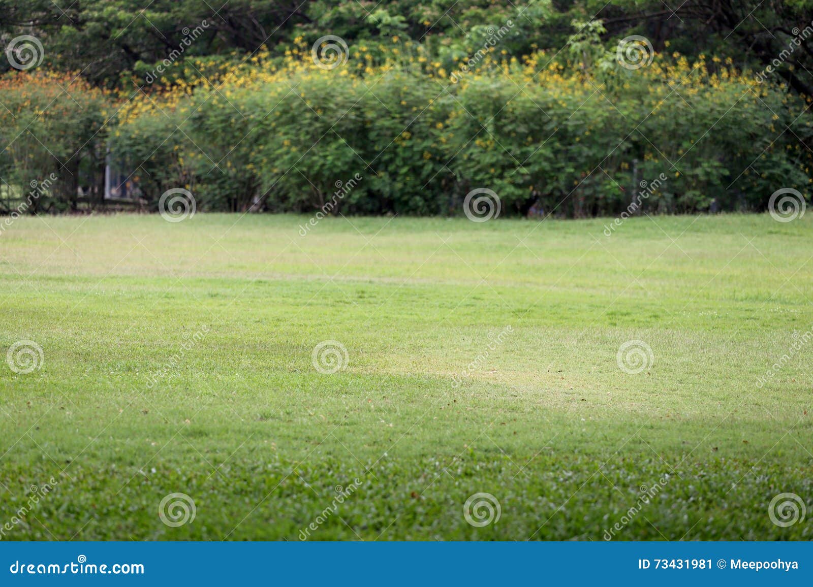 Public Park with Green Grass Field and Perspective To Copy Space Stock ...