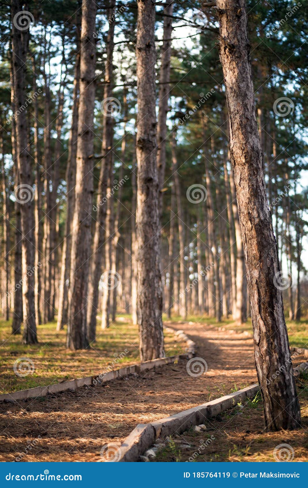 Public Park with Pine Trees and Running Path Vertical Stock Image ...