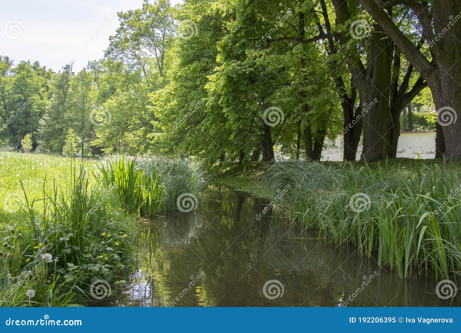 Public Park in Summer Time, Meadow, Greenery, Stream and Reflections ...