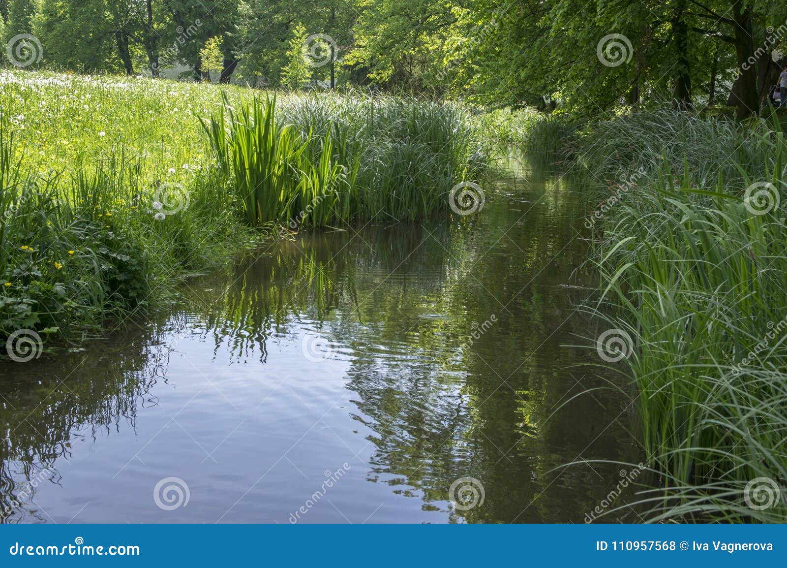 Public Park in Summer Time, Meadow, Greenery, Stream and Reflections ...