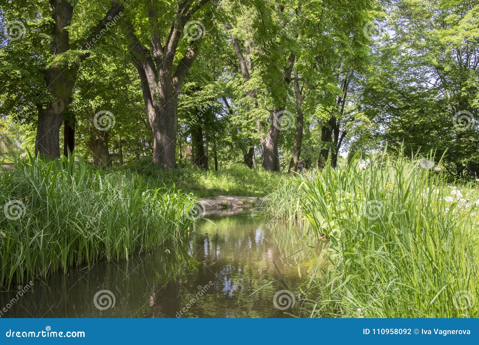 Public Park in Summer Time, Meadow, Greenery, Stream and Reflections ...