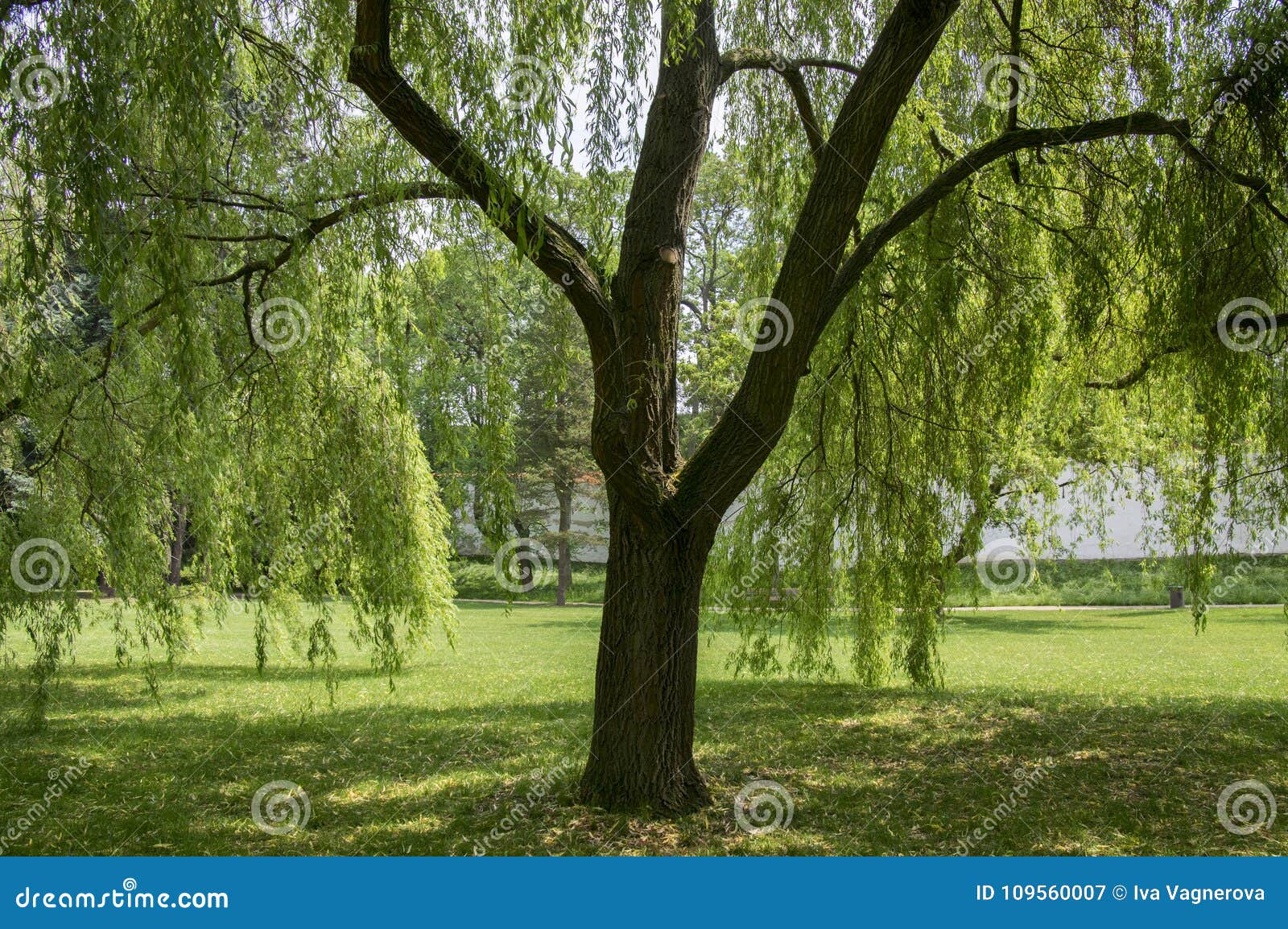Public Park in Summer Time, in the Shadow of Willow Tree Stock Image ...
