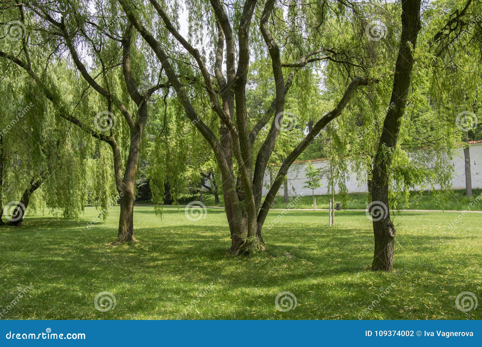 Public Park in Summer Time, in the Shadow of Willow Tree Stock Photo ...