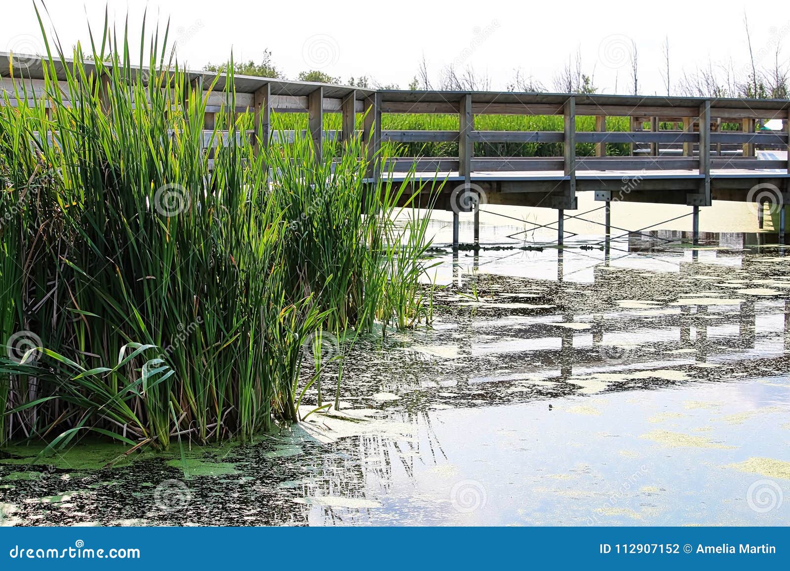 A Public Path Built Over a Marsh Stock Photo - Image of rail, alberta ...