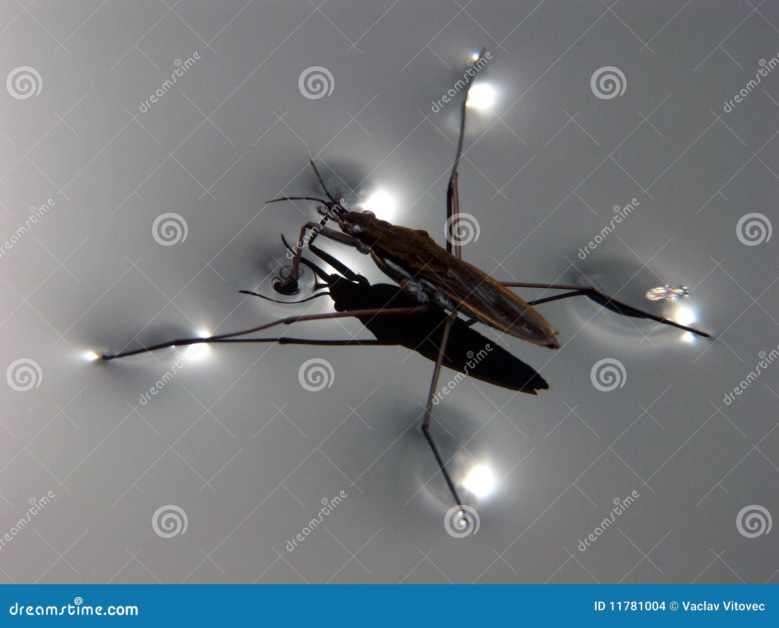 Puce d'eau photo stock. Image du abstrait, insecte, papa - 11781004