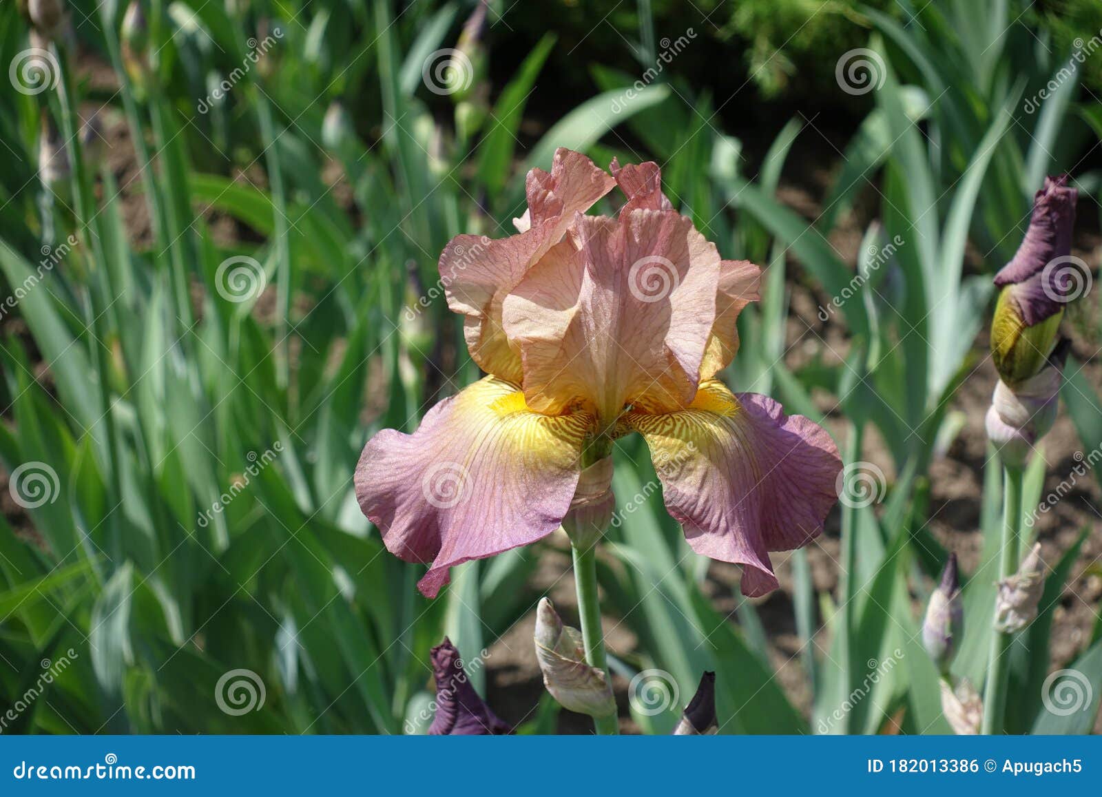 Puce and Yellow Flowers of Bearded Iris Stock Photo - Image of flowers ...