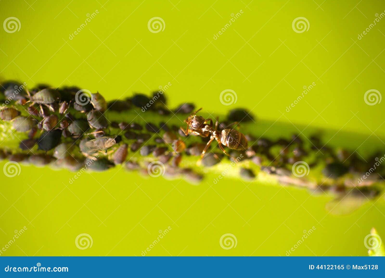 Puceron Parasite Et Fourmi D'insectes Image stock - Image du écologie ...