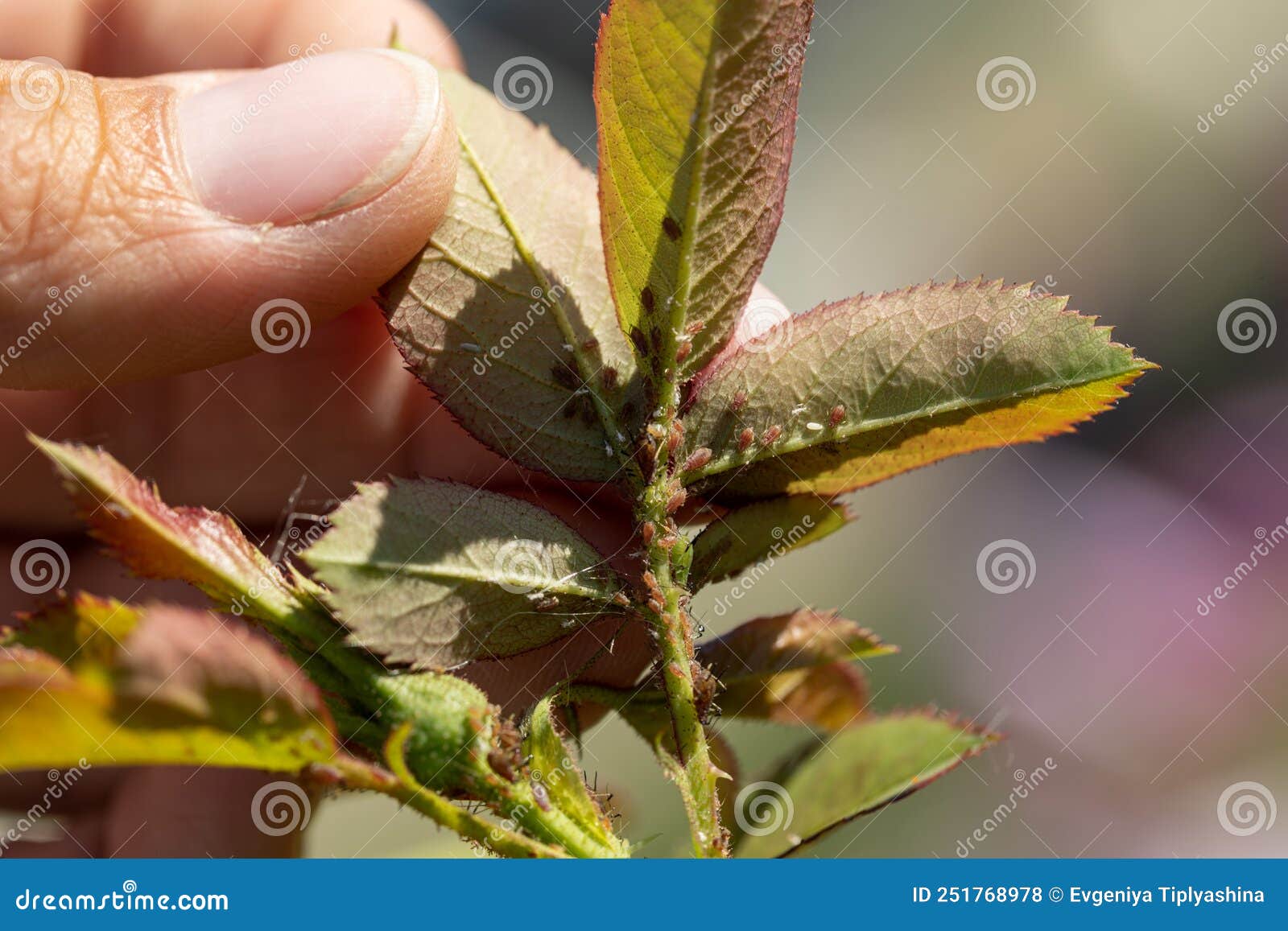 Puceron Sur Rose Un Parasite Photo stock - Image du nature, vert: 251768978