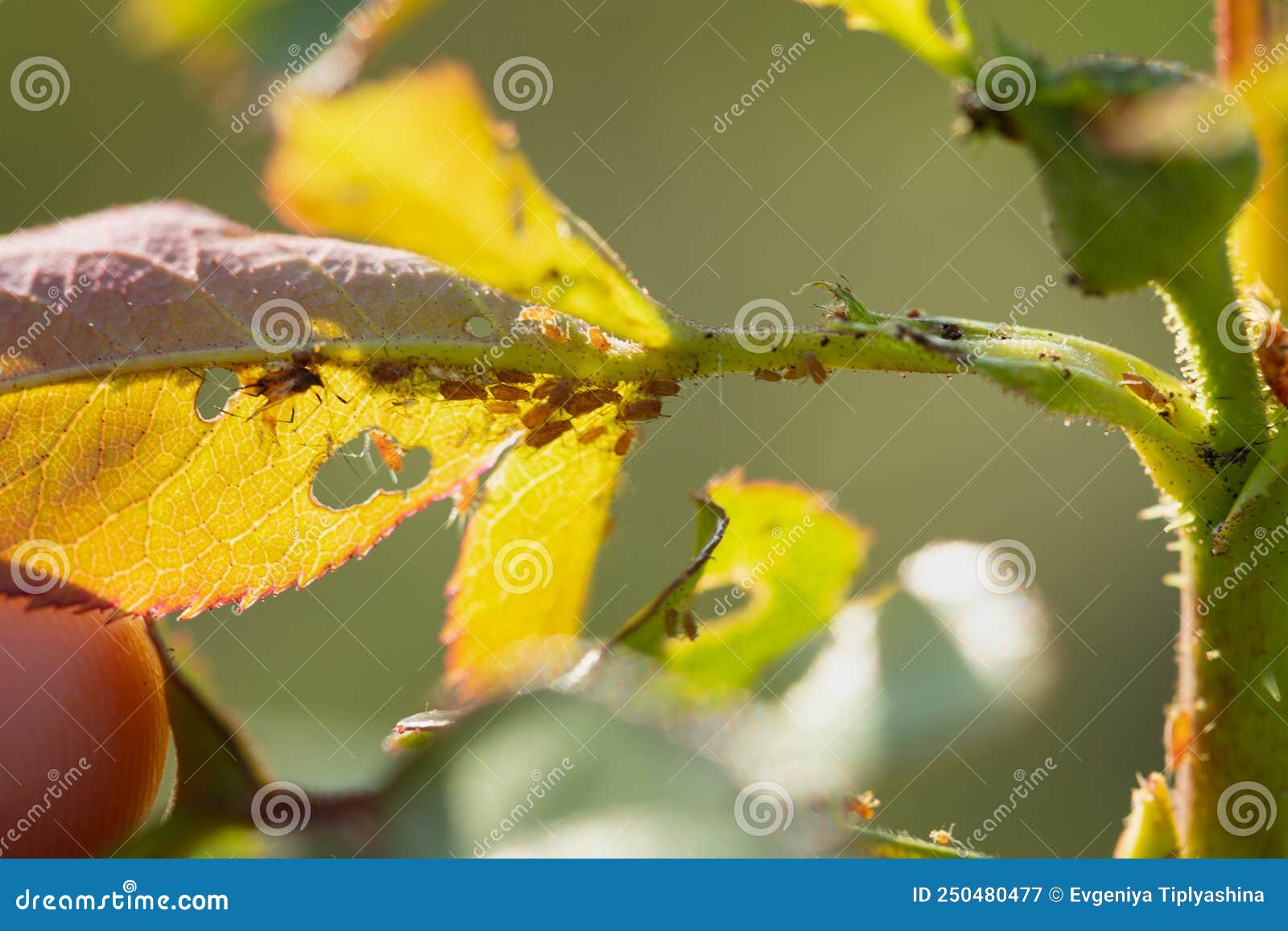 Puceron sur une rose image stock. Image du parasite - 250480477