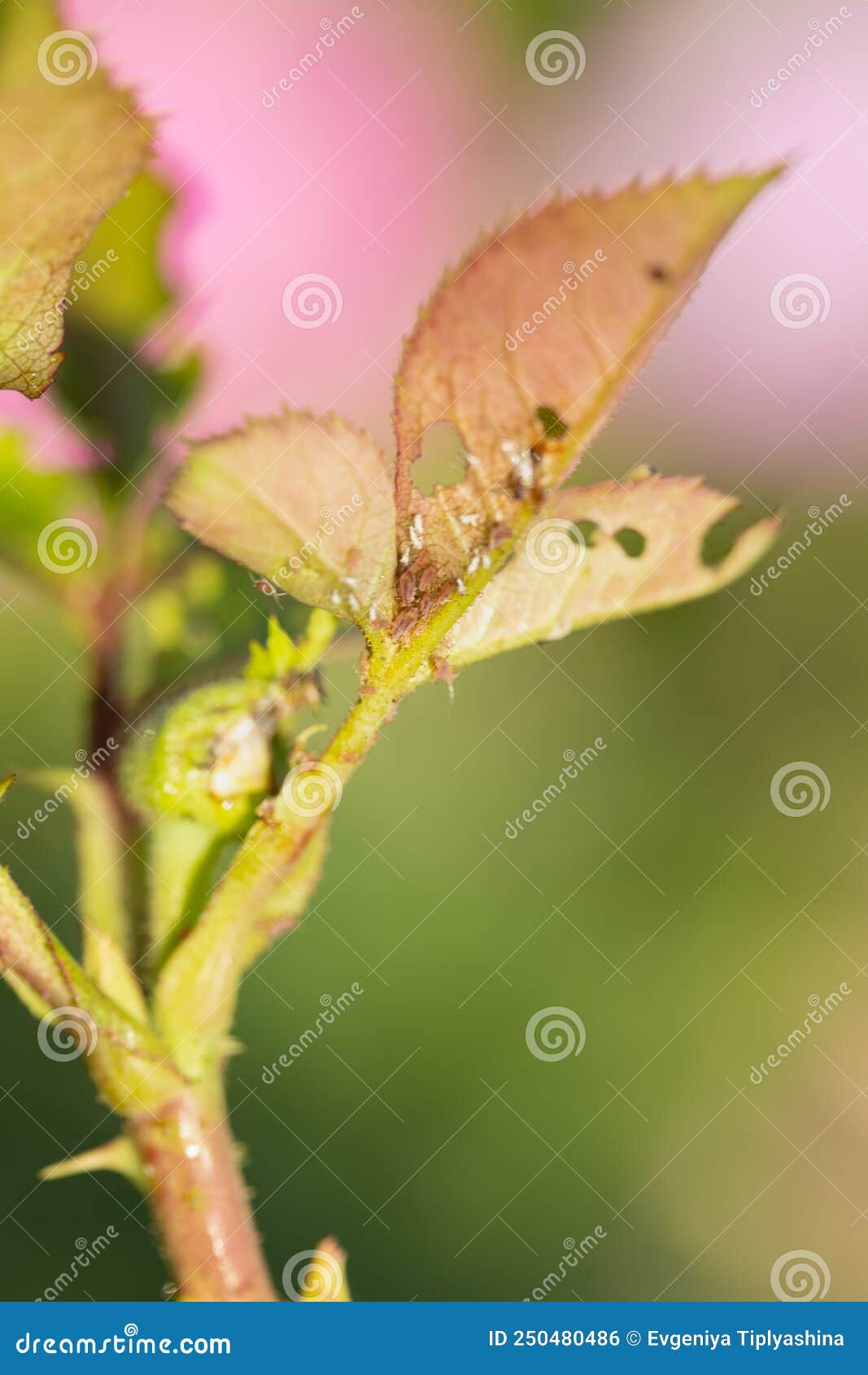 Puceron sur une rose photo stock. Image du fermer, puceron - 250480486