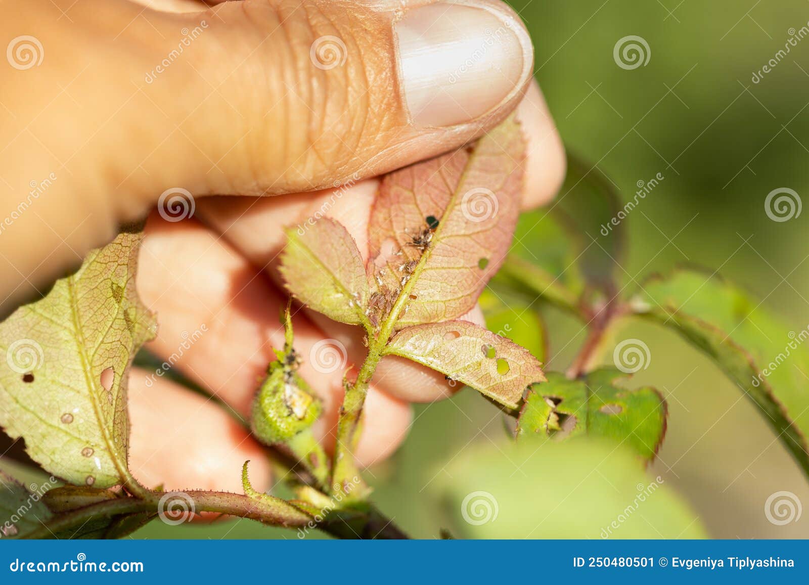 Puceron sur une rose image stock. Image du animal, nymphe - 250480501