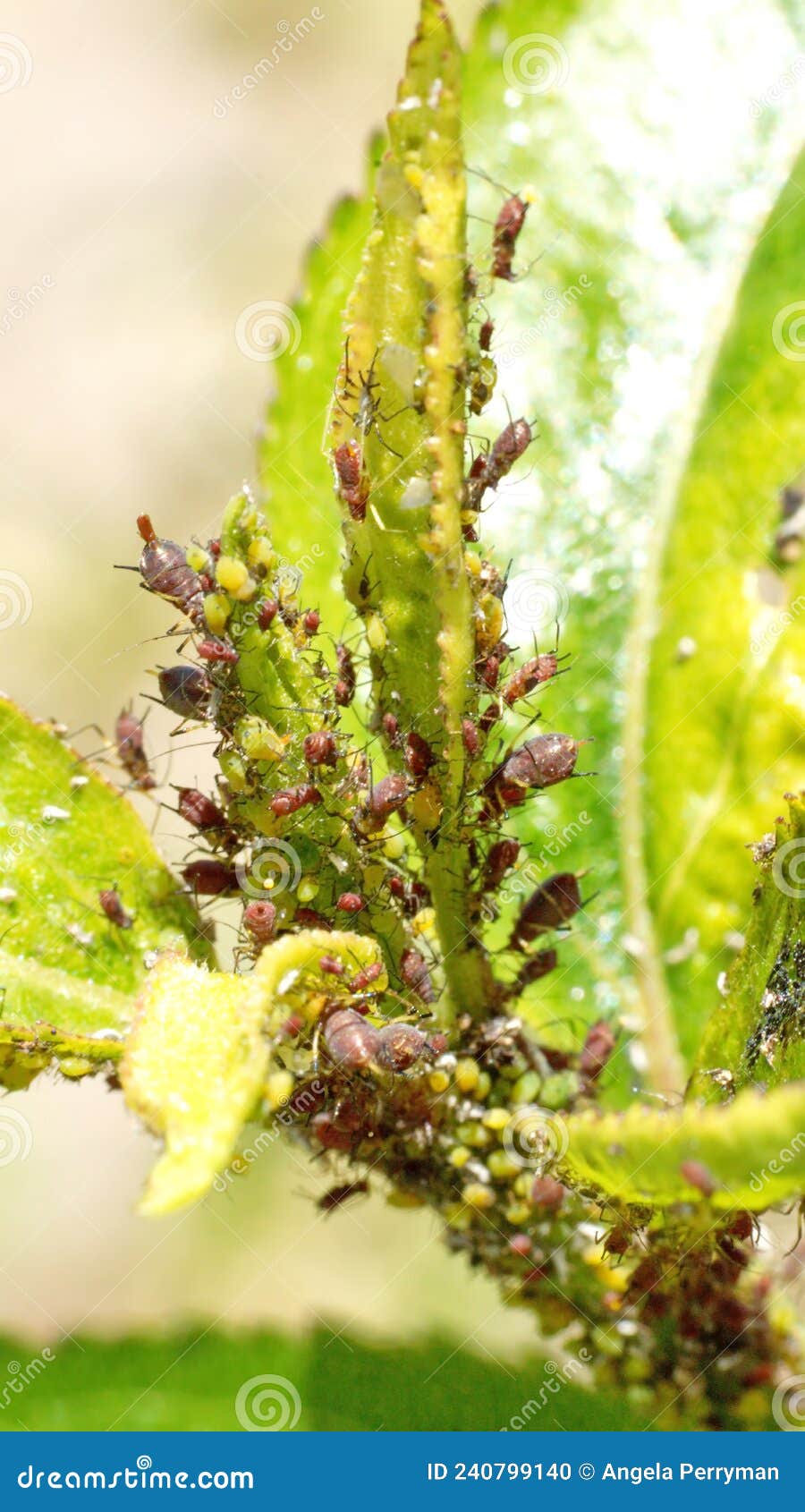 Pucerons sur une plante photo stock. Image du manger - 240799140