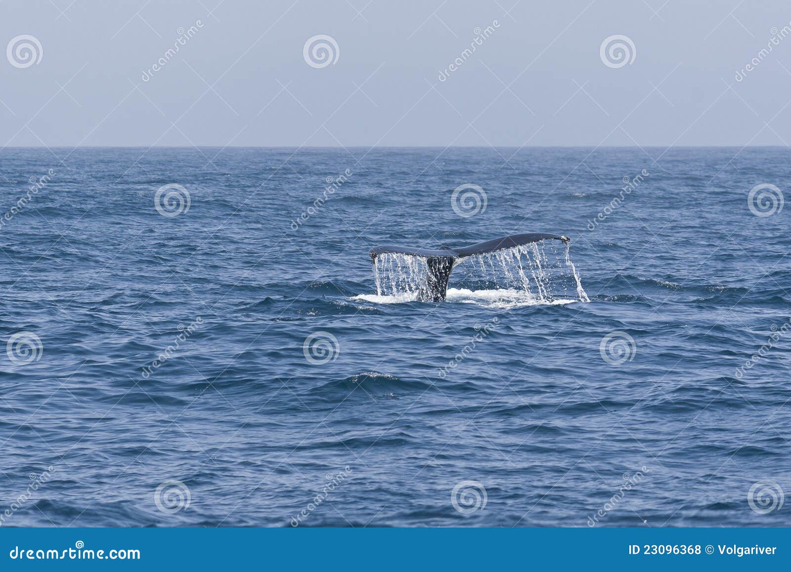 Puckelryggvalsvan I Stilla Havet. Arkivfoto - Bild av angus, biologisk ...