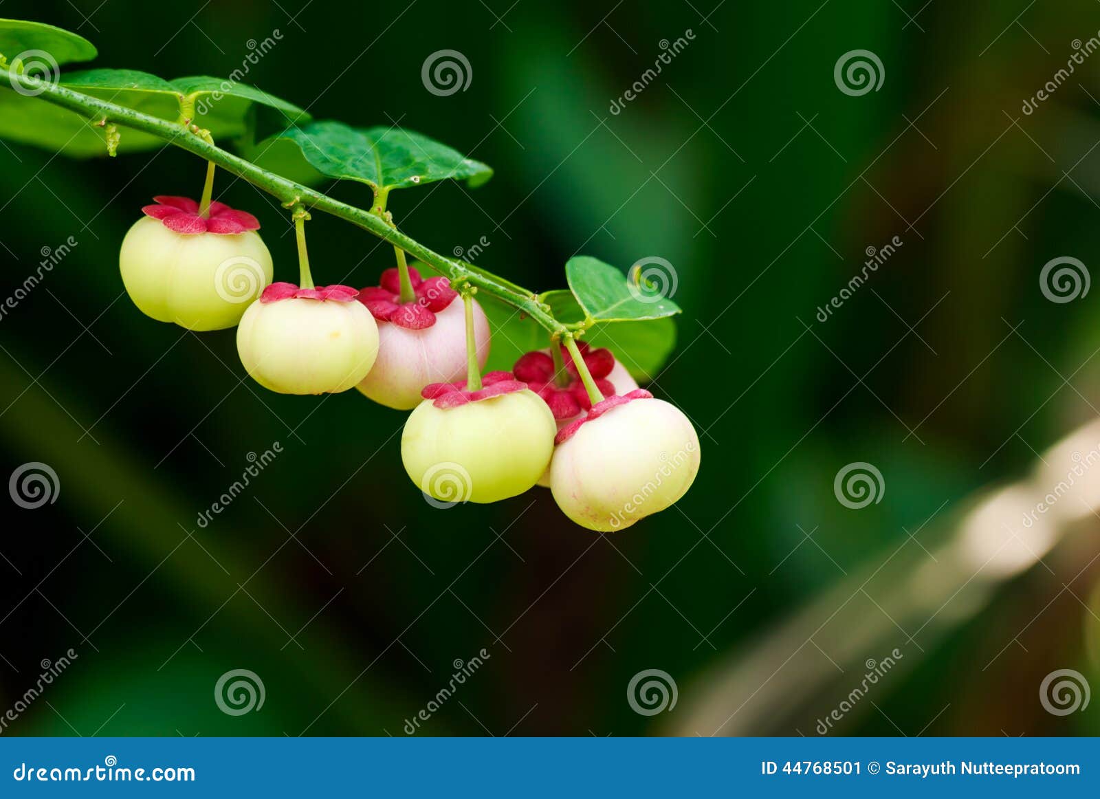 Pucuk Manis fruit on tree stock image. Image of forest - 44768501