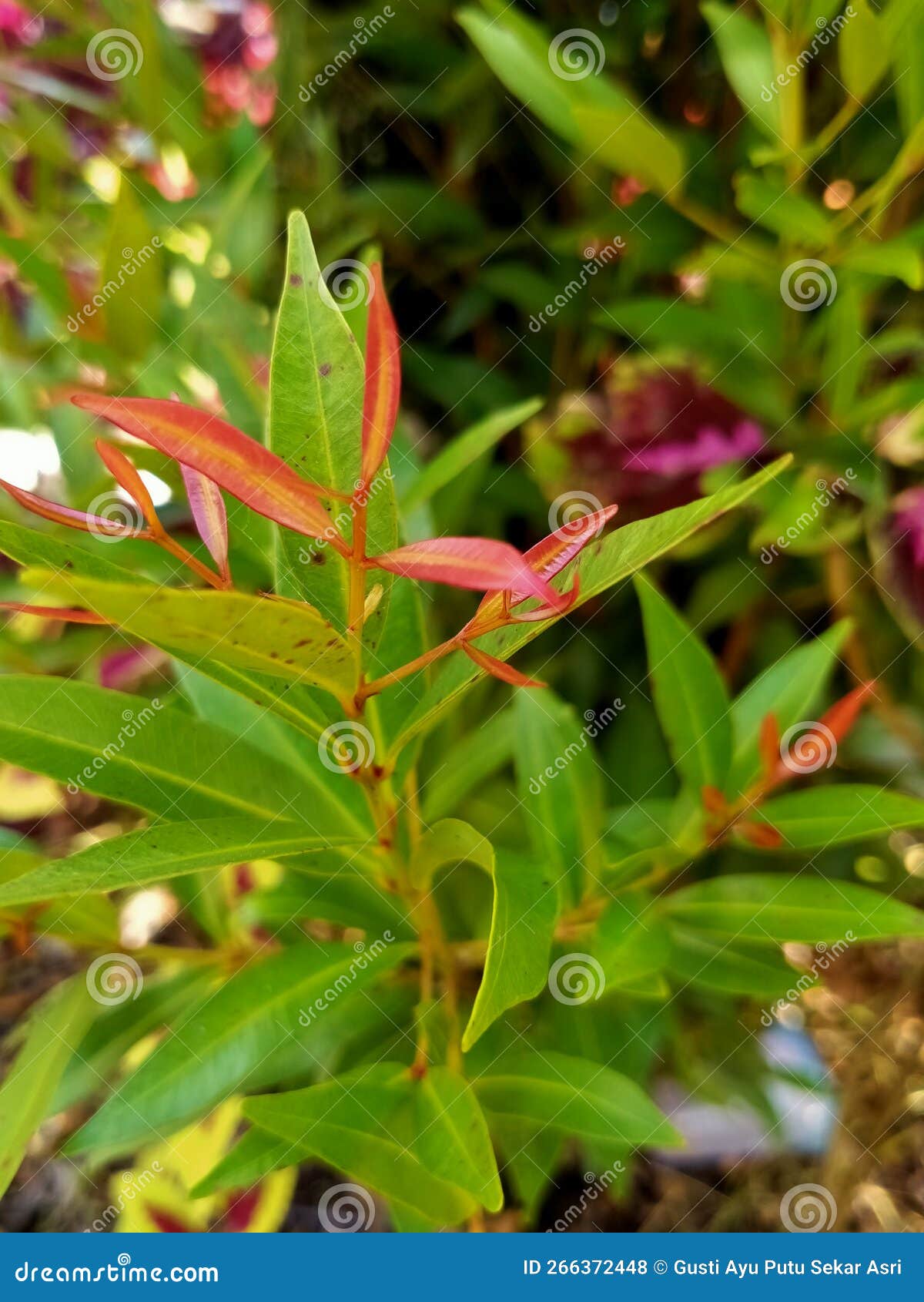 Pucuk Merah, Syzygium Oleina (Syzygium Paniculatum), Red Shoots Leaves ...