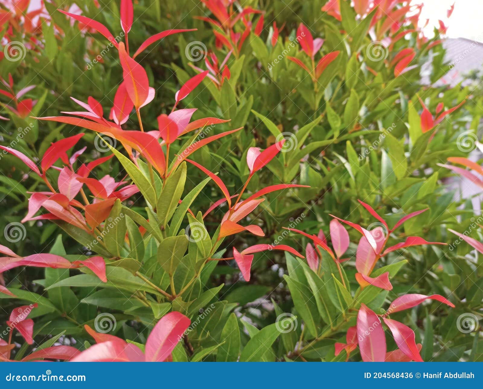 Pucuk Merah, Syzygium Oleina Syzygium Paniculatum, Red Shoots, Magenta ...