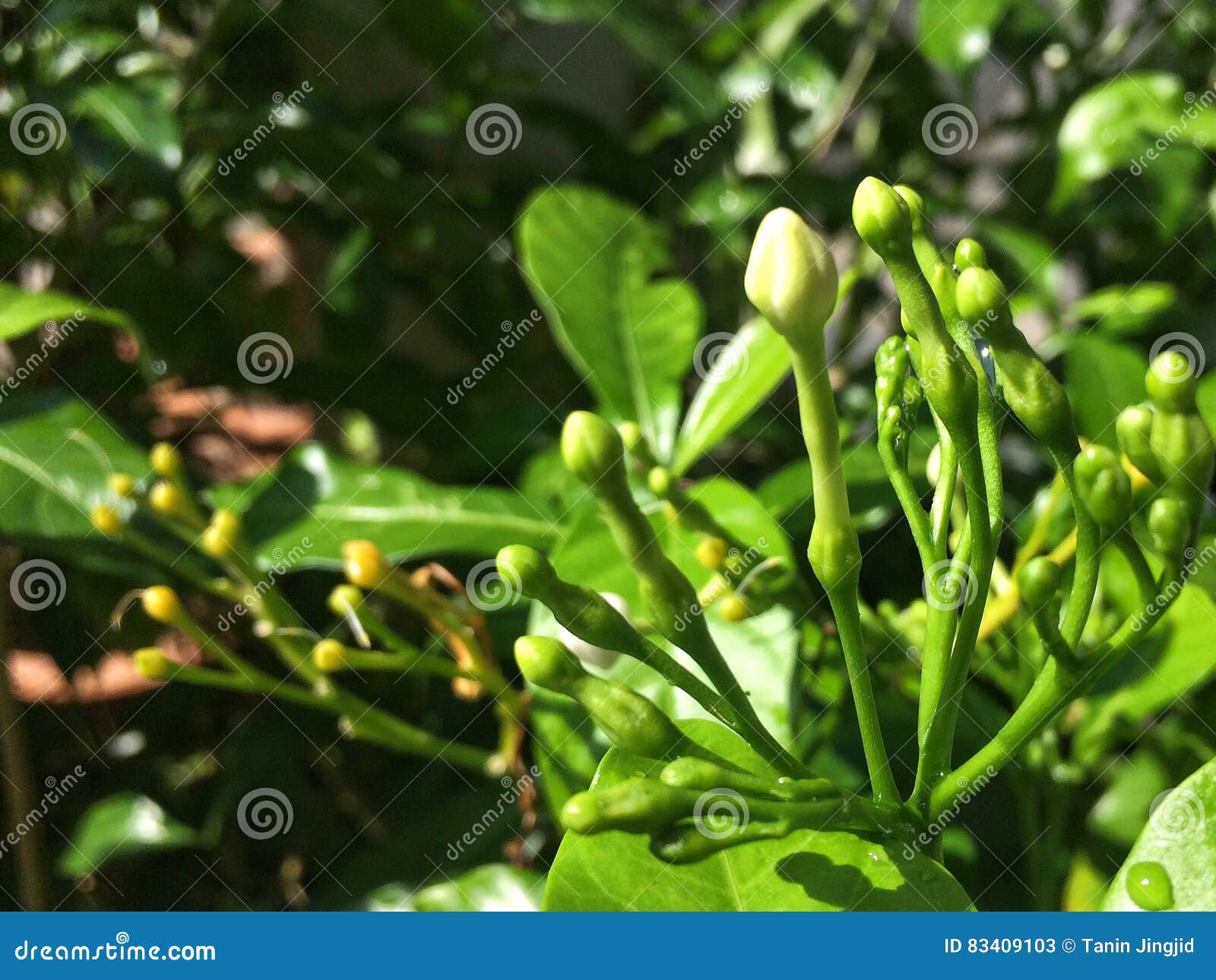 Pud flower stock image. Image of flower, background, summer - 83409103