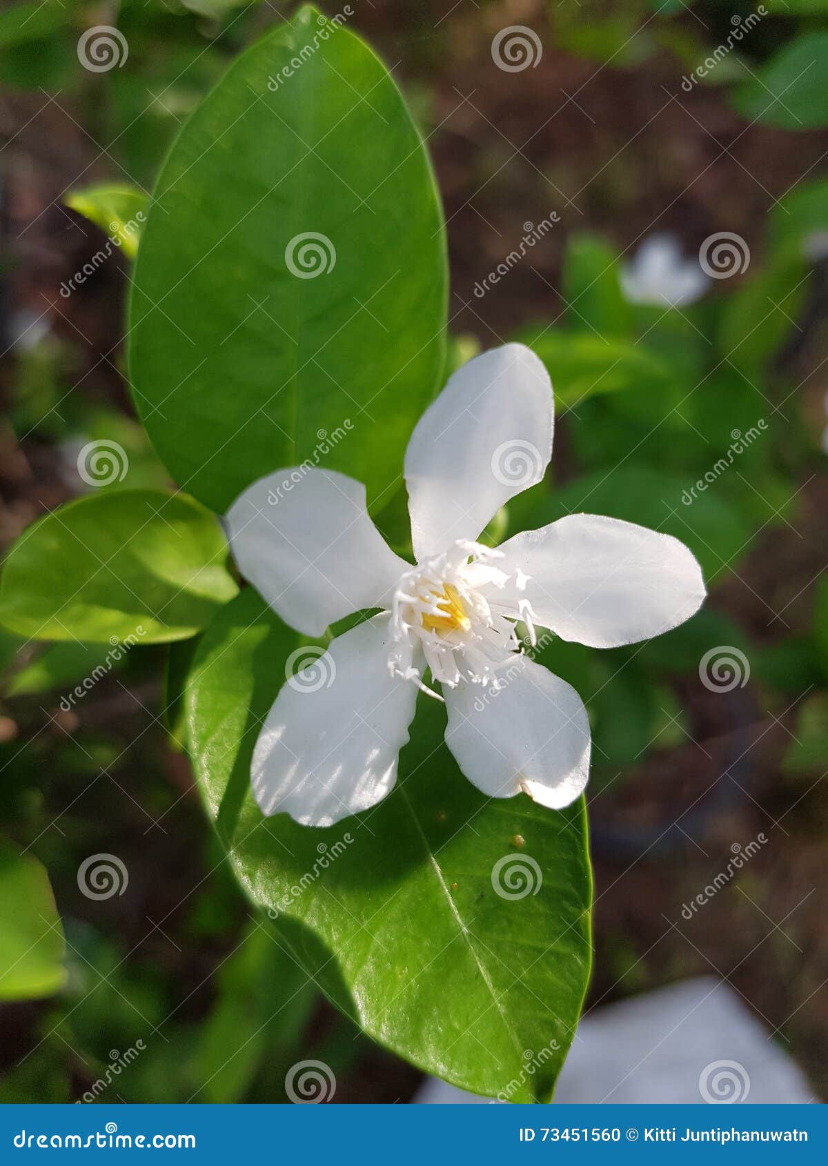 PUD flower stock photo. Image of nature, flower, thai - 73451560